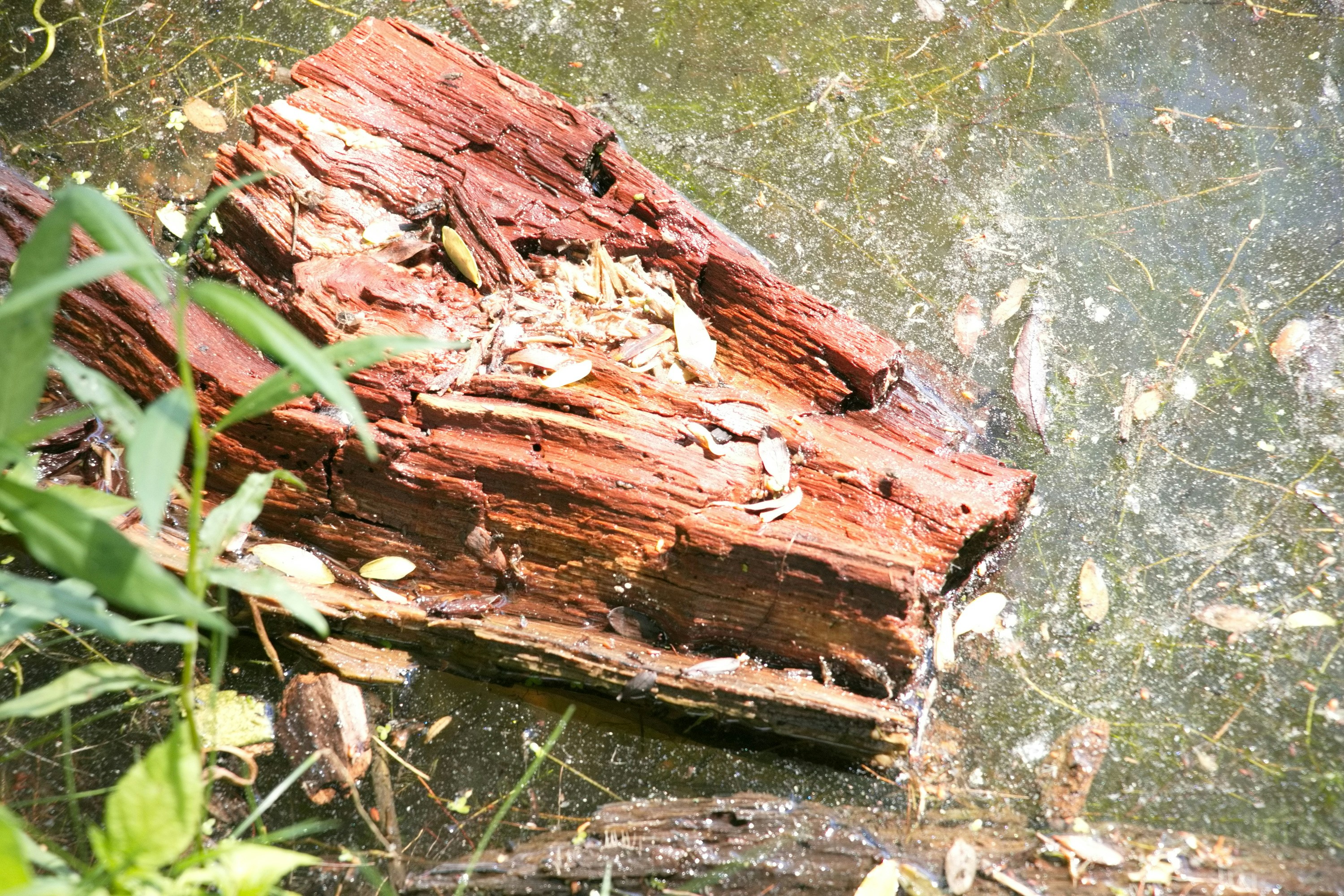 Rotting Log Resting on Mossy Water: A Quiet Study in Texture