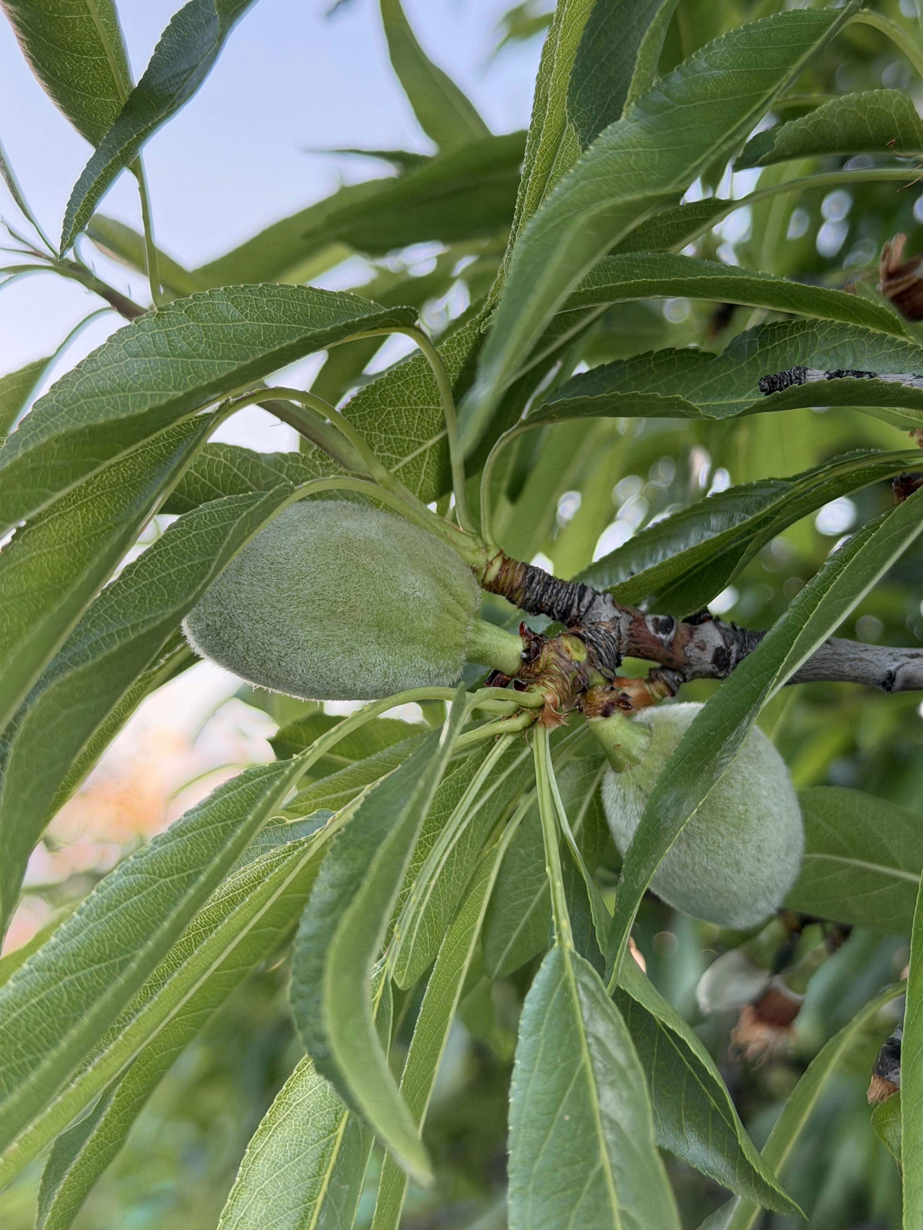 Green Peach: A Close-Up of Fuzz, Fruit, and Branch