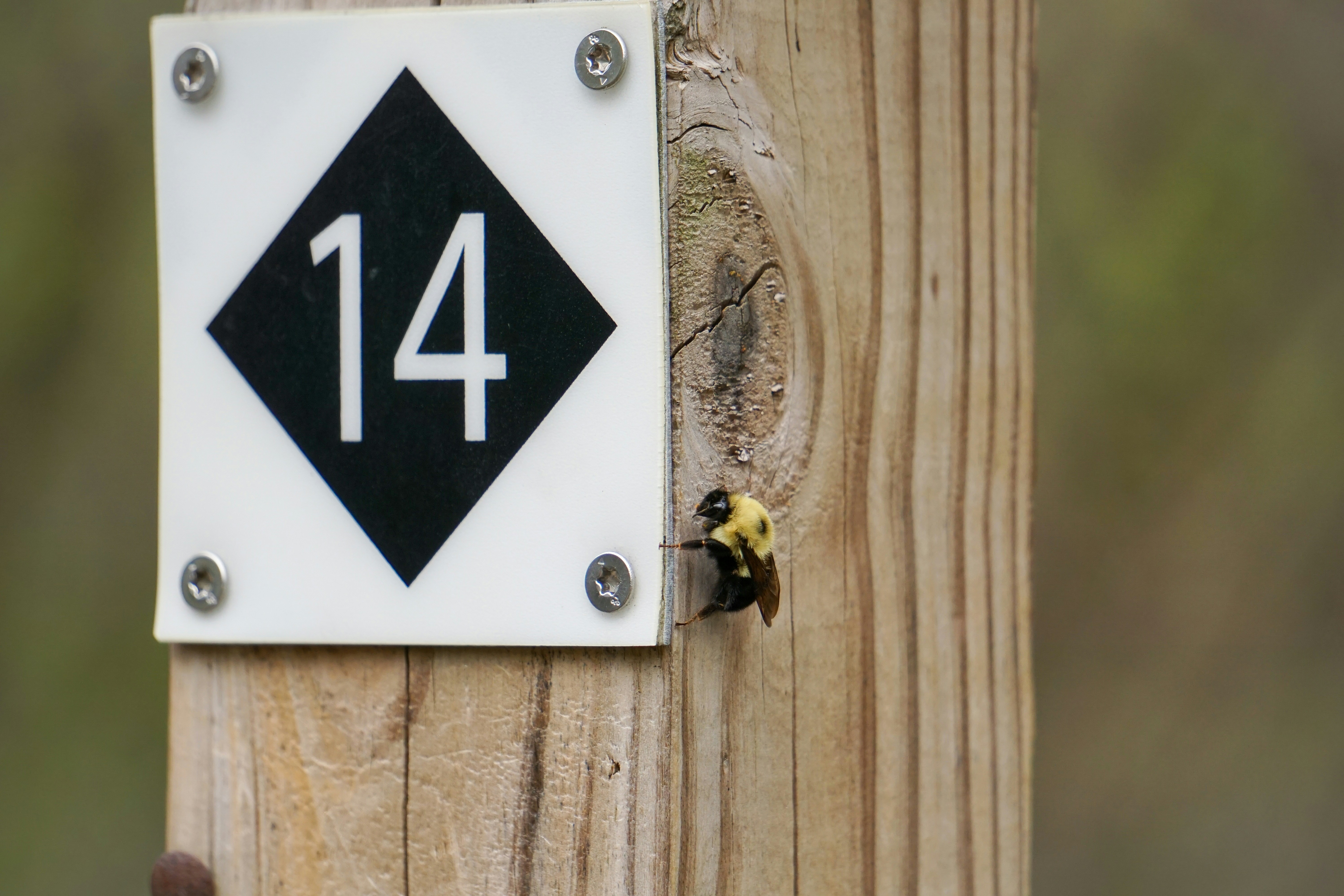 Marker on Weathered Post: A Bee's Route Through Wood Grain