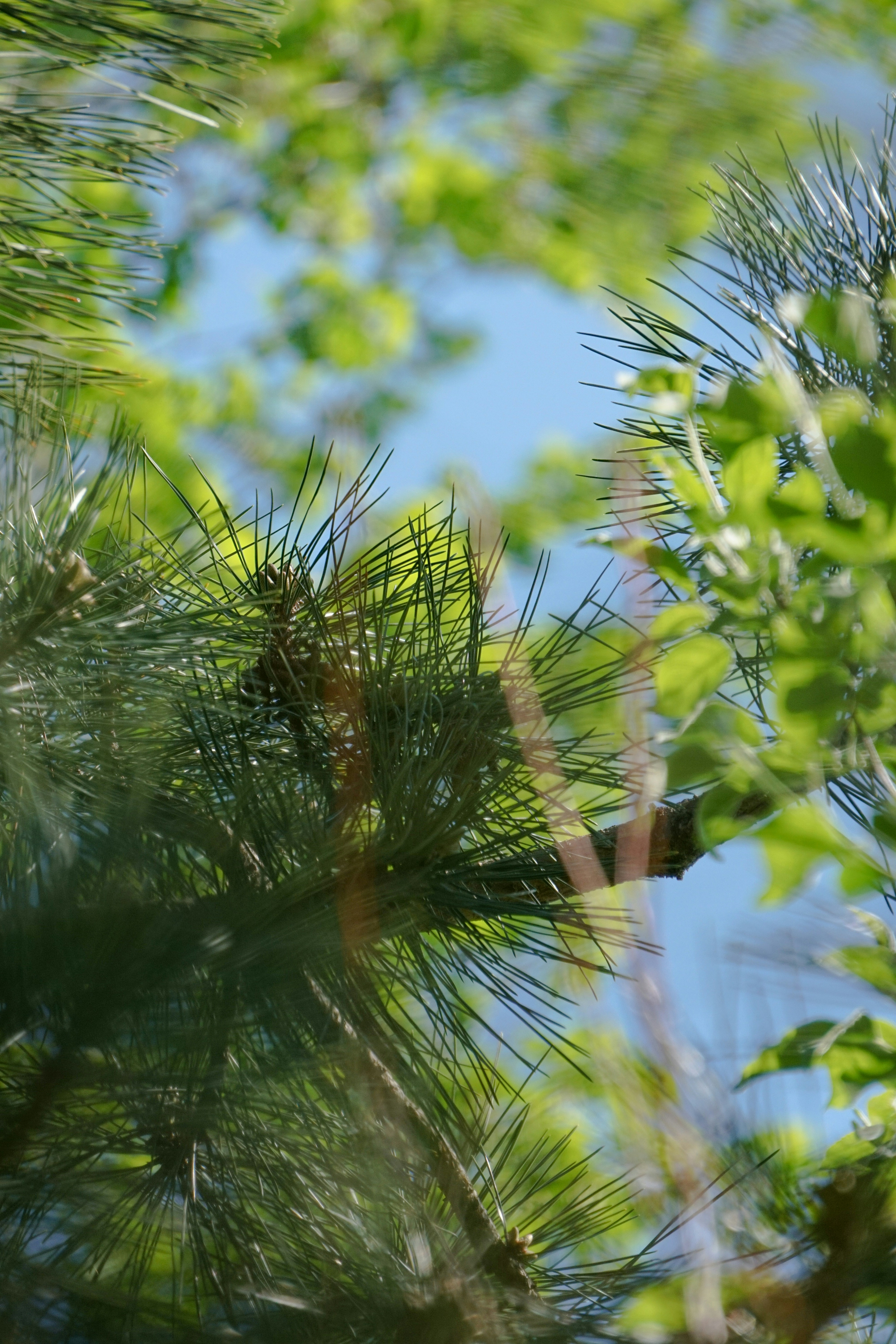 Sunlit Pine Needles Reach Toward a Clear Sky
