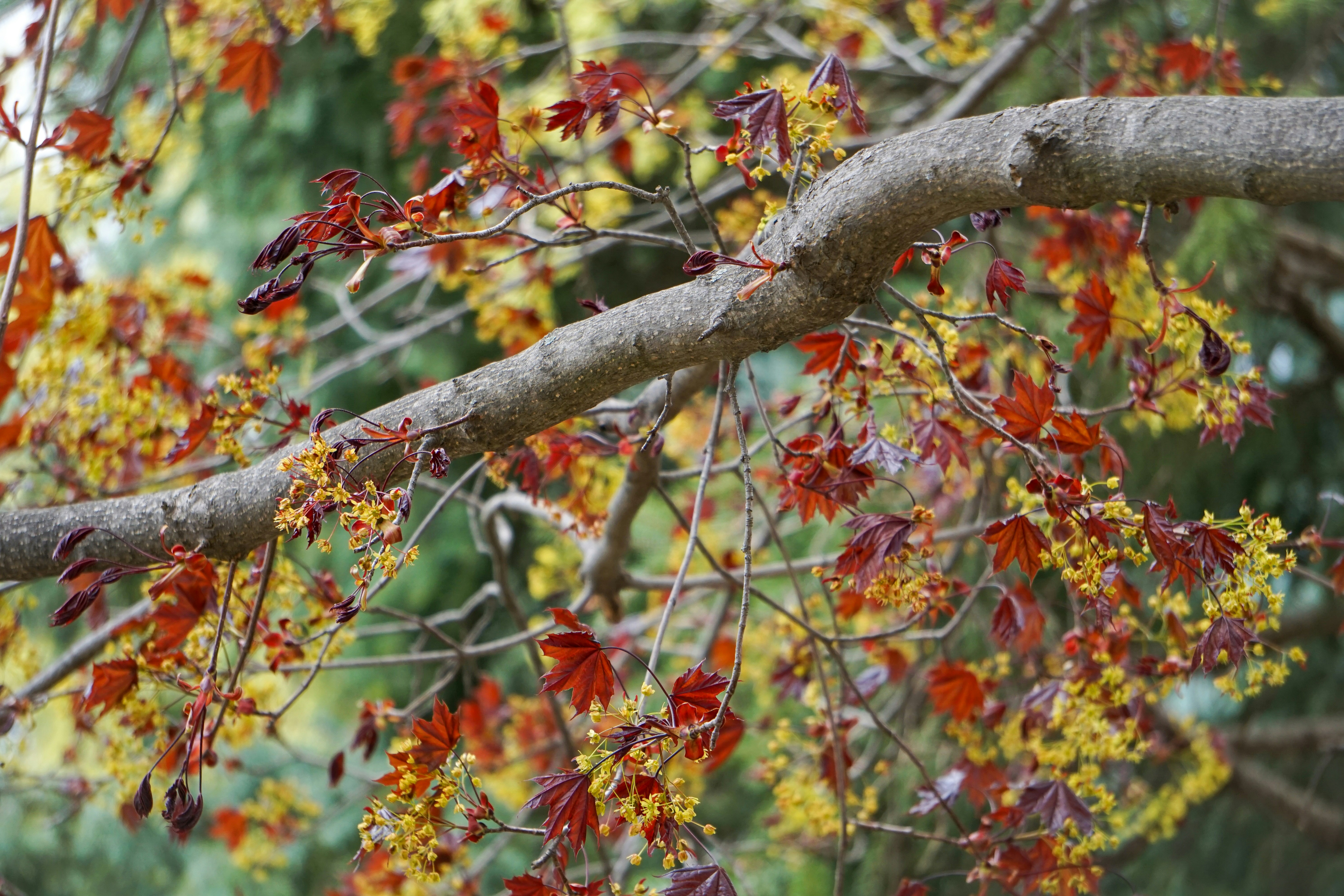 Autumn Branches in Vivid Fall Colors