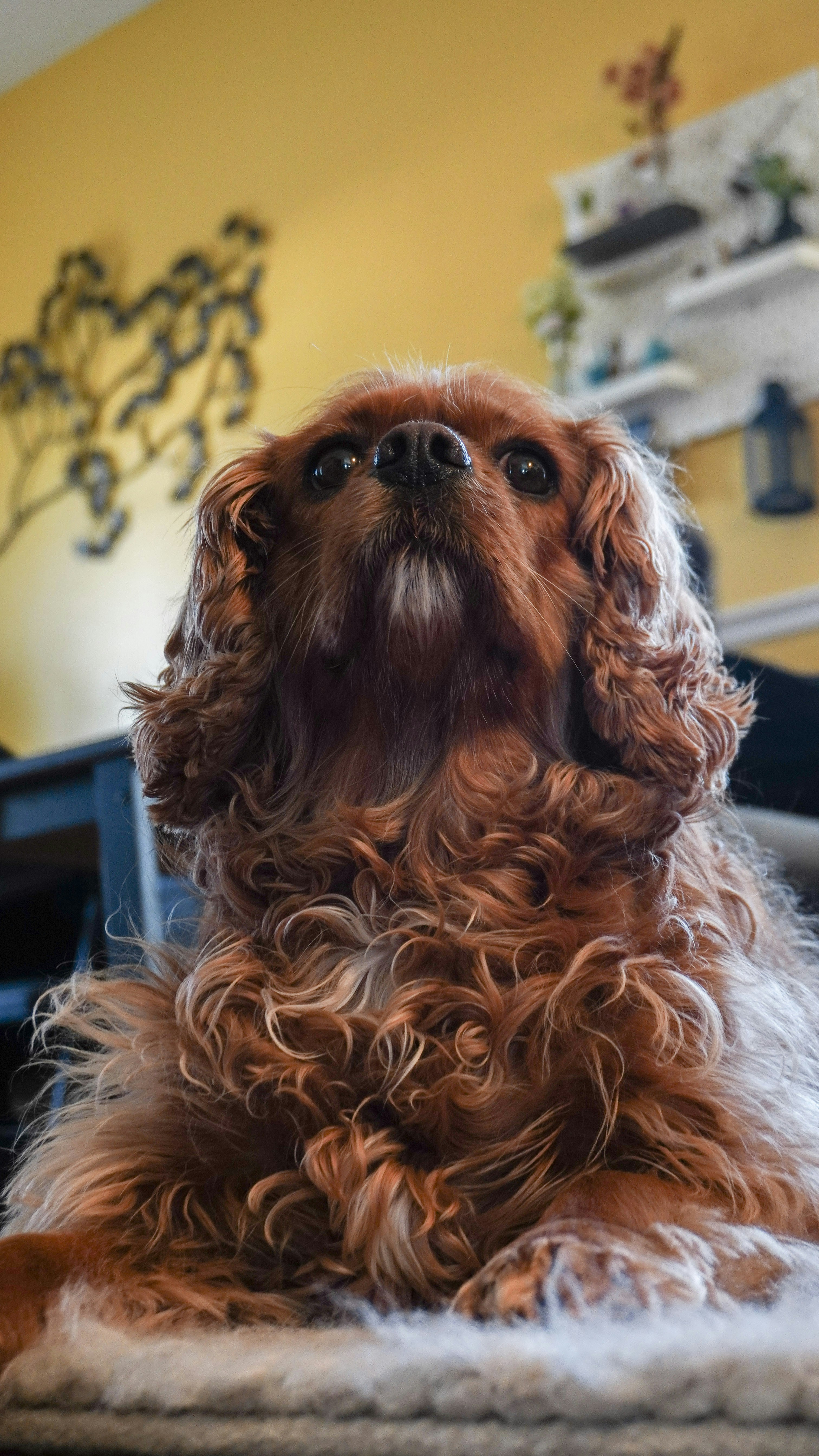 Upward Stare: A Cavalier King Charles Spaniel Guards the Gilded Kitchen