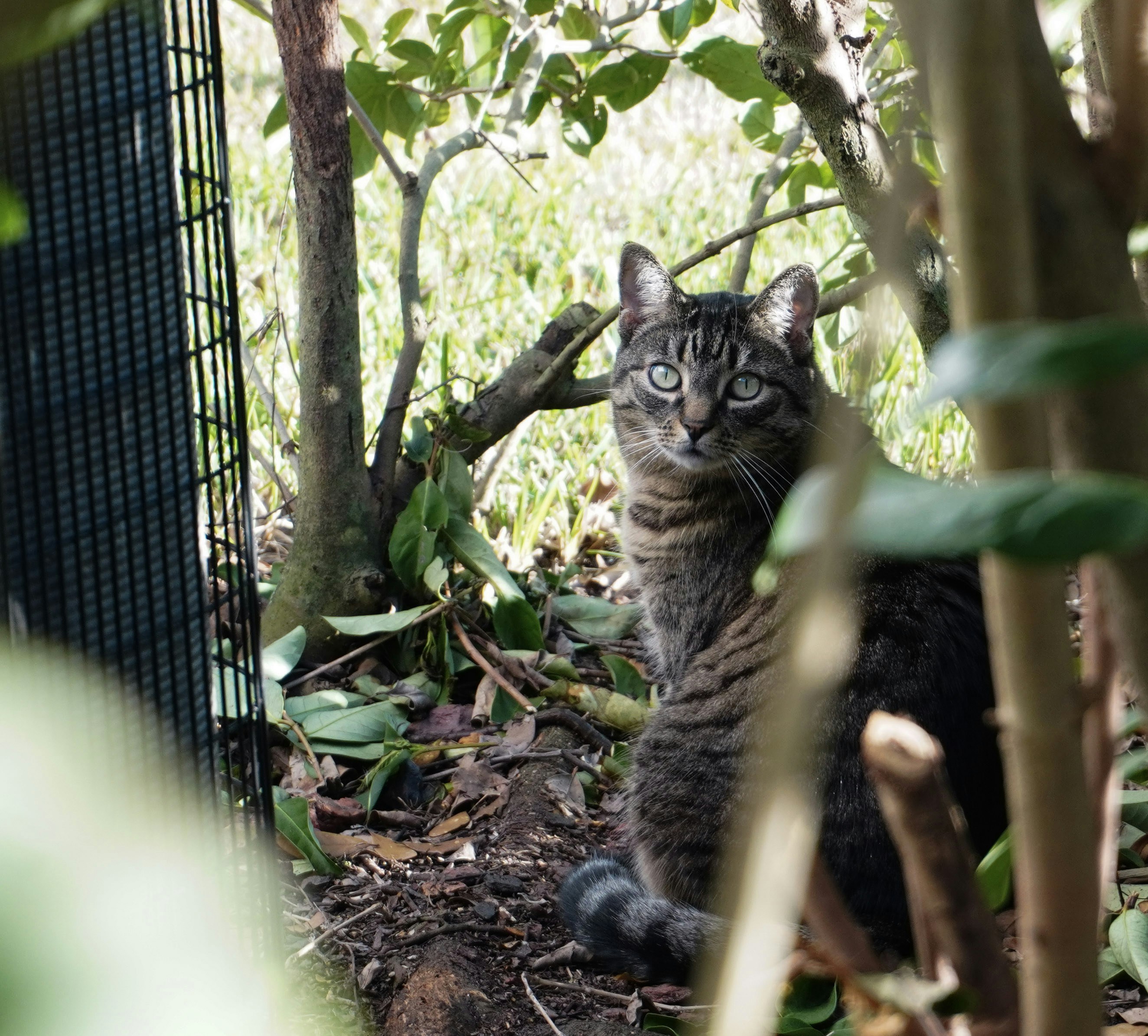 Hidden Feline in the Garden: Eyes Above the Leaves