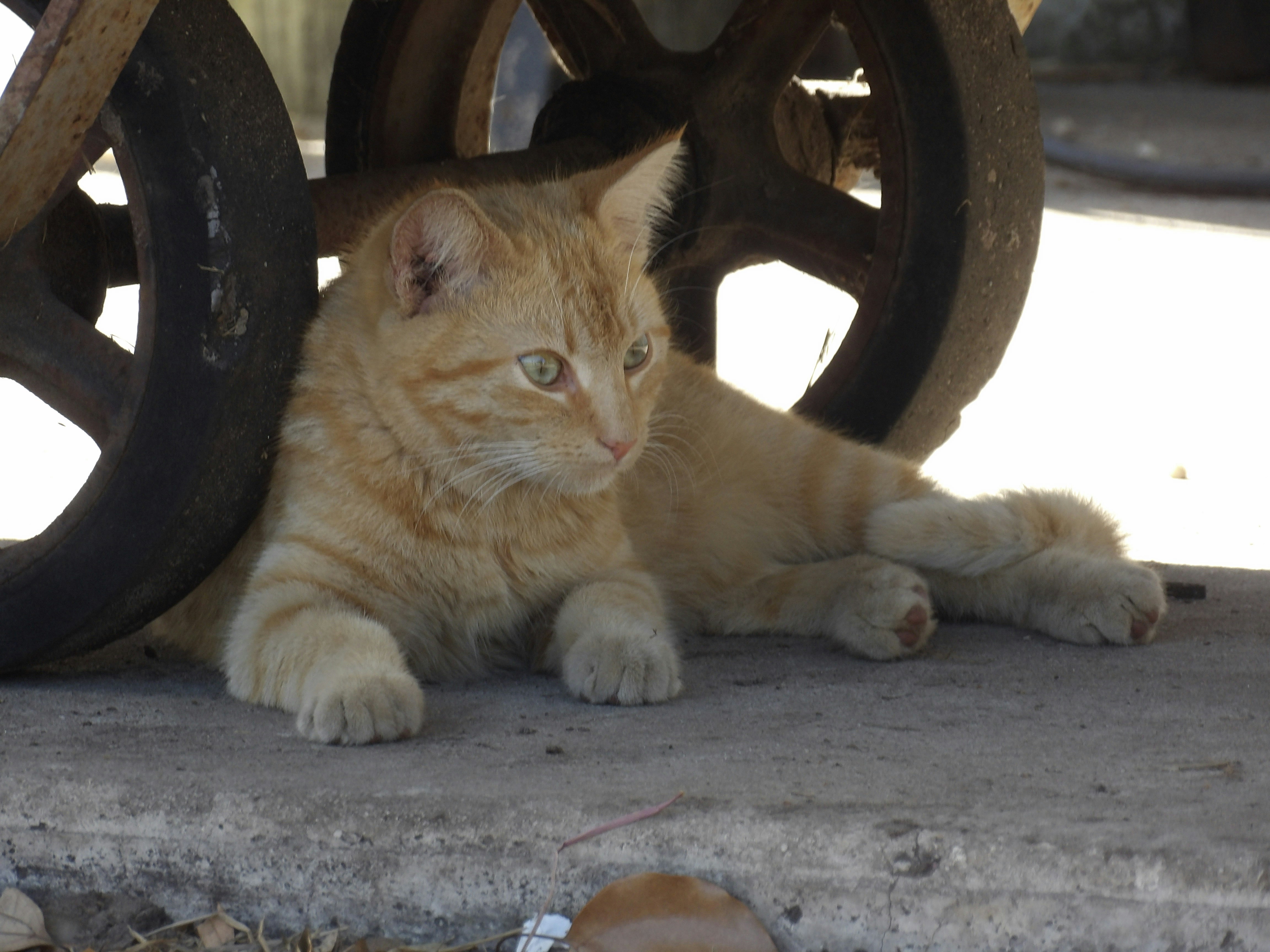 Sunny Catnap Under Wagon Wheels