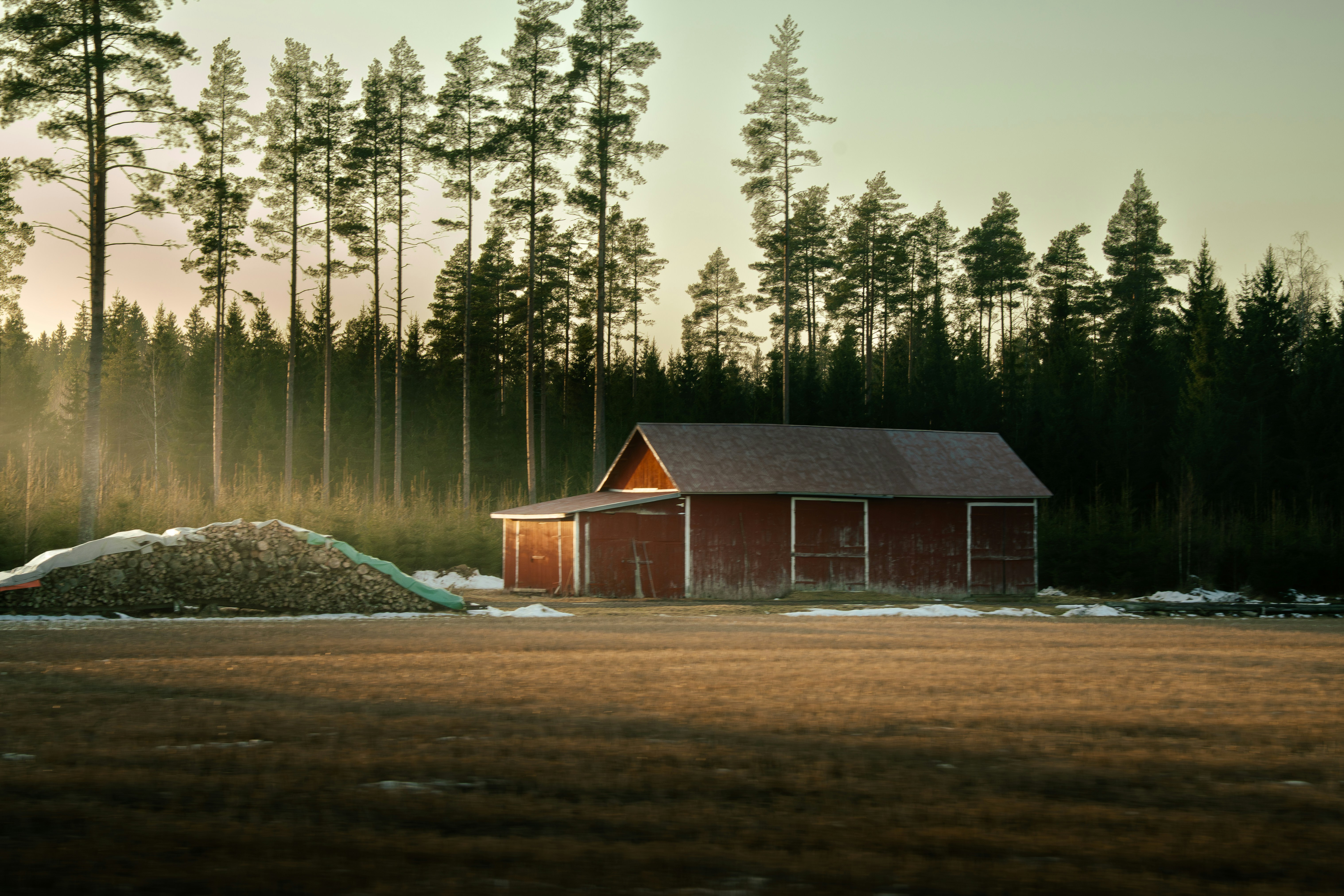 Sunlit Red Barn Anchored by Silent Pines