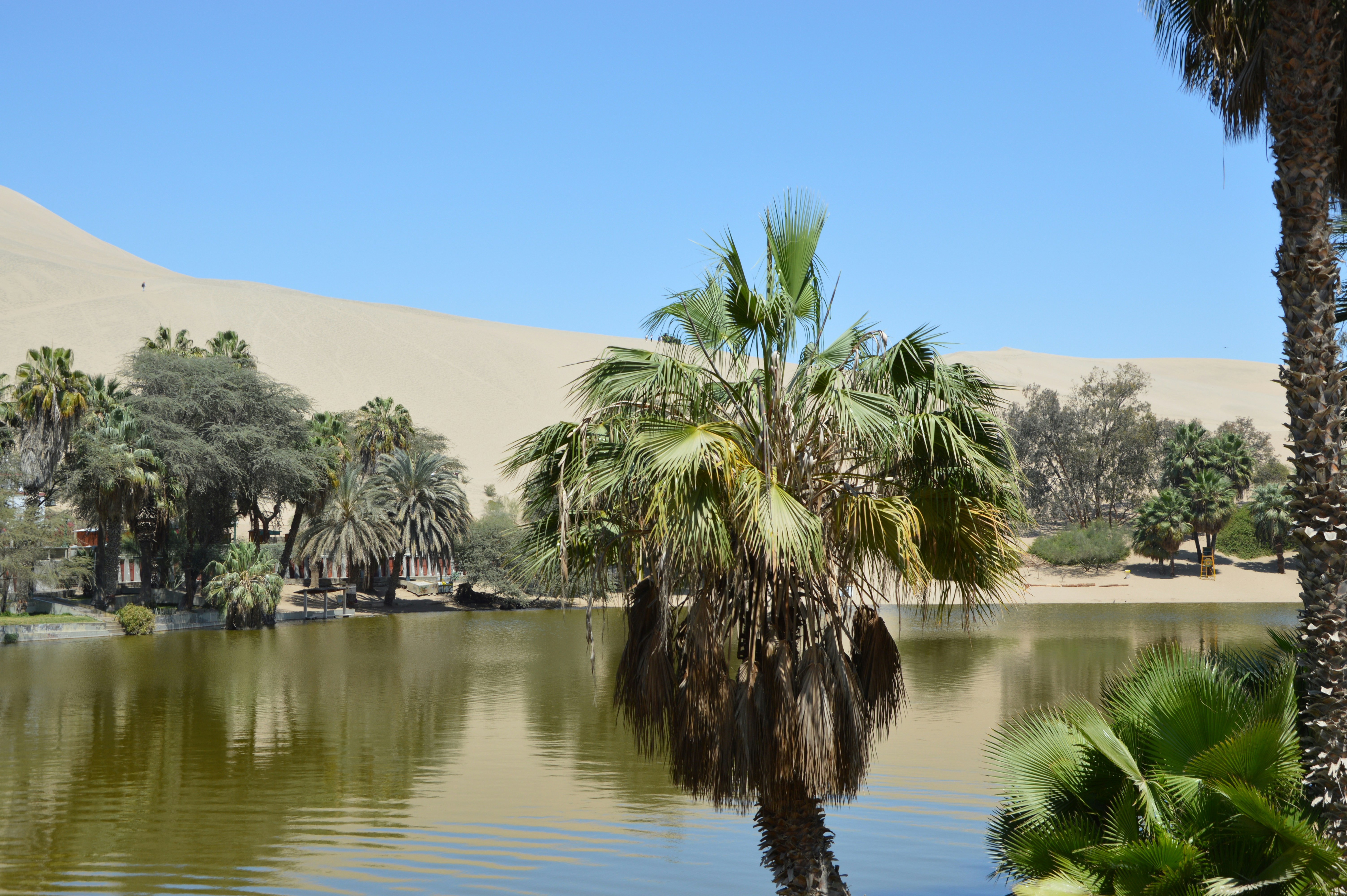Oasis in the Sand: Palm Fronds and Still Water