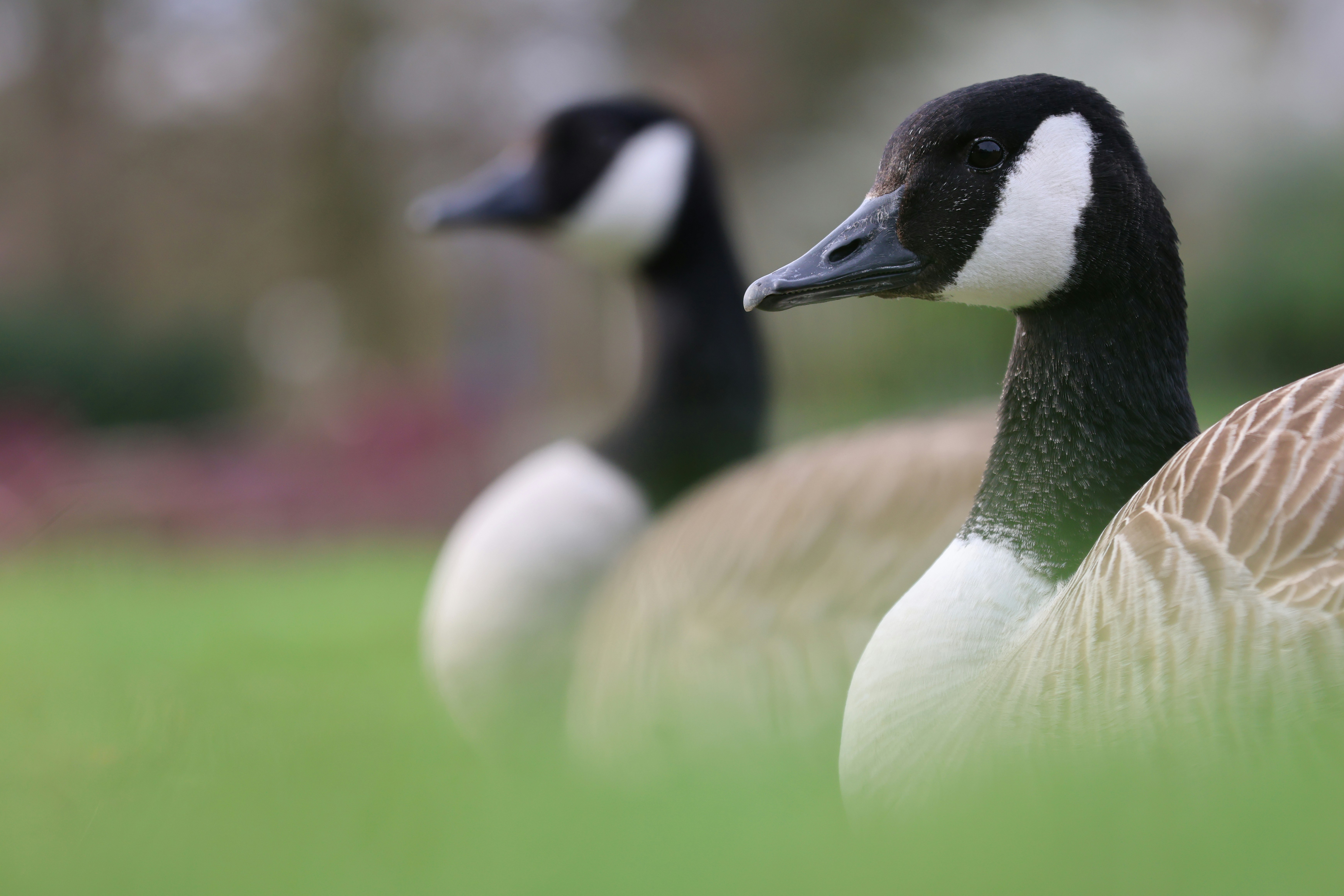 Profile of a Canada Goose Pair: Subtle Focus in a Soft Meadow