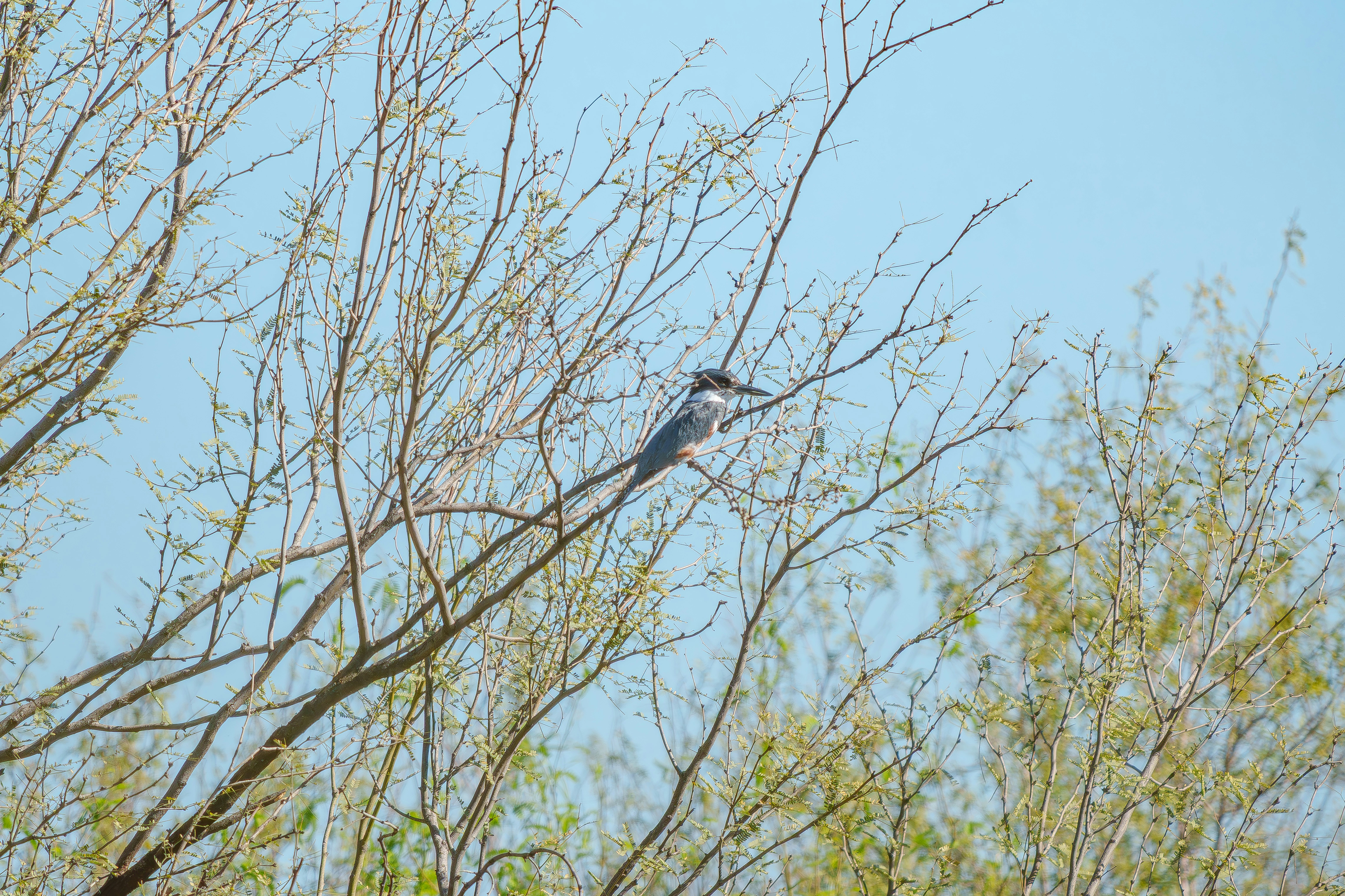 Perched on a Bare Crescent: A Sparrow Silhouette Against Spring Branches