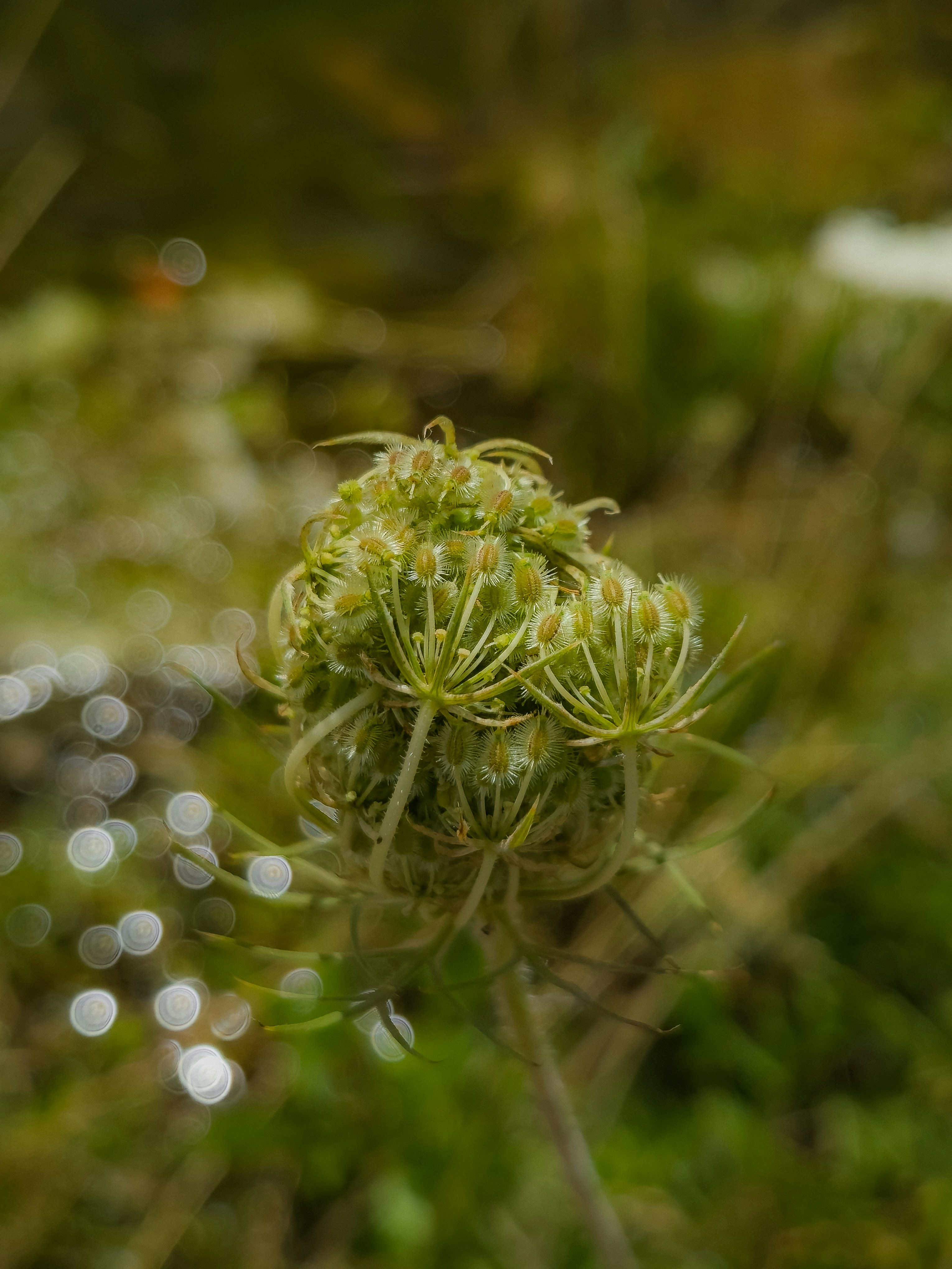 Morning Crown: A Close-Up on a Dew-kissed Queen Anne’s Lace Seed Head