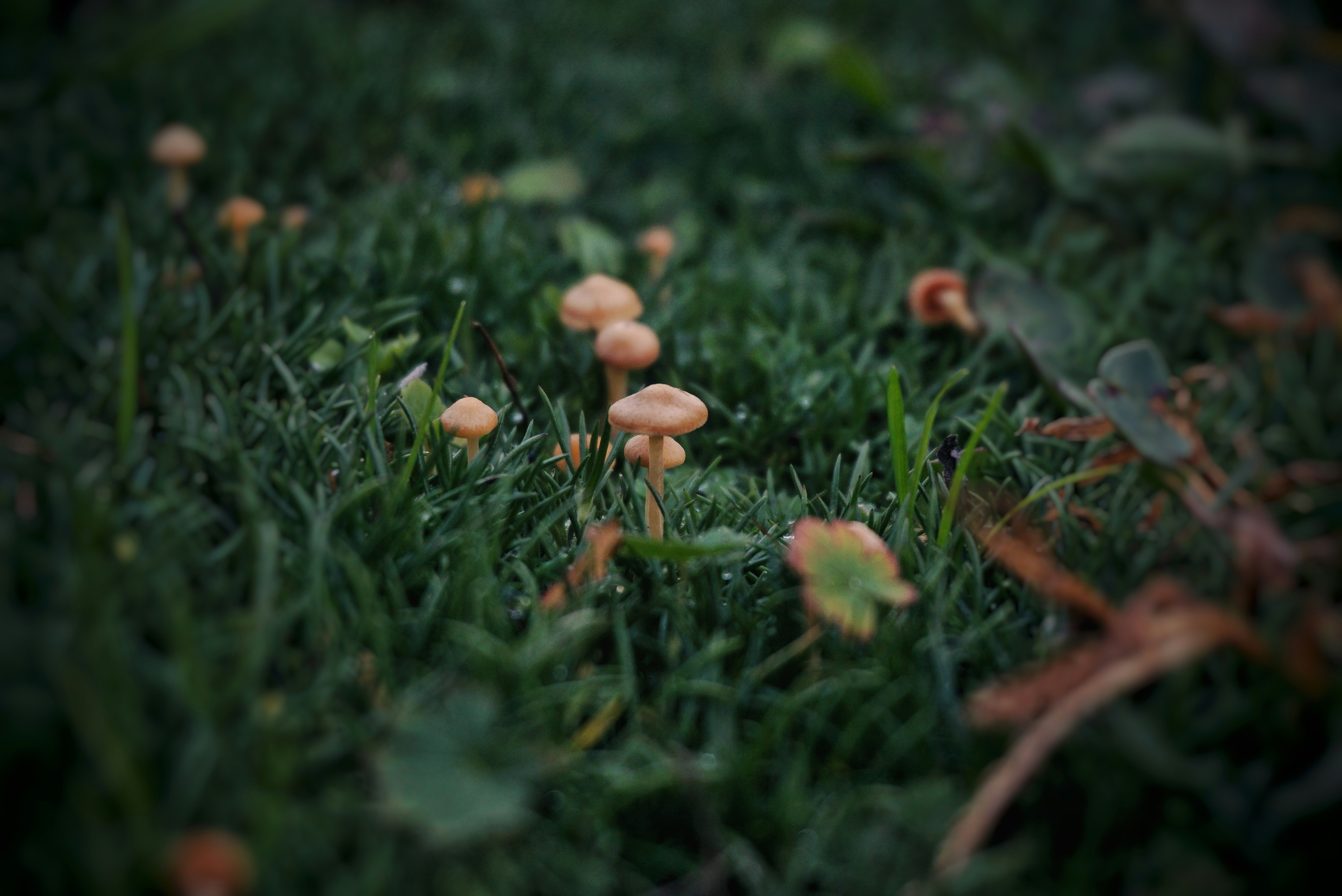 Tiny Umbrella Mushrooms Quietly Guard the Lawn