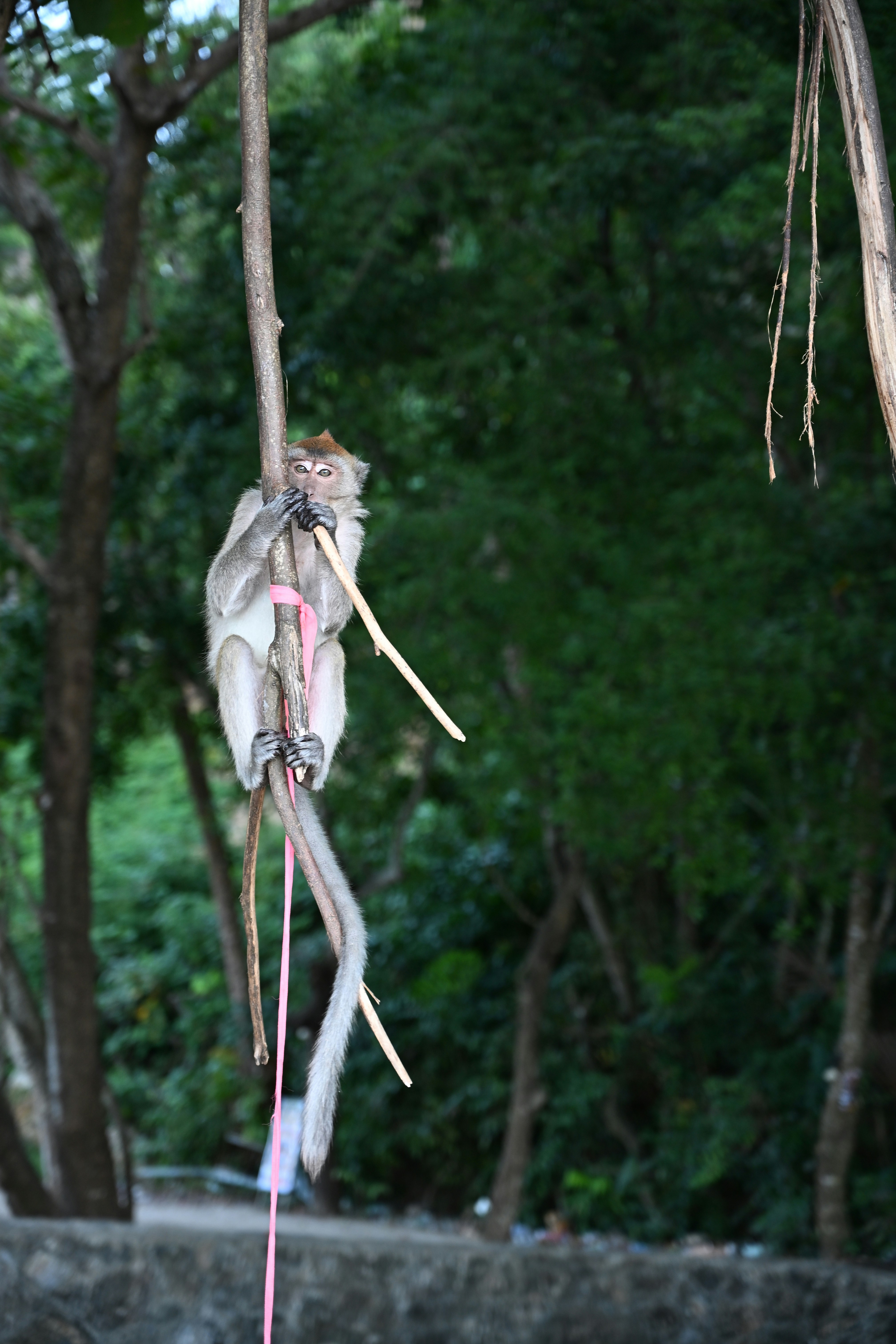 A monkey hangs from a branch in the forest.
