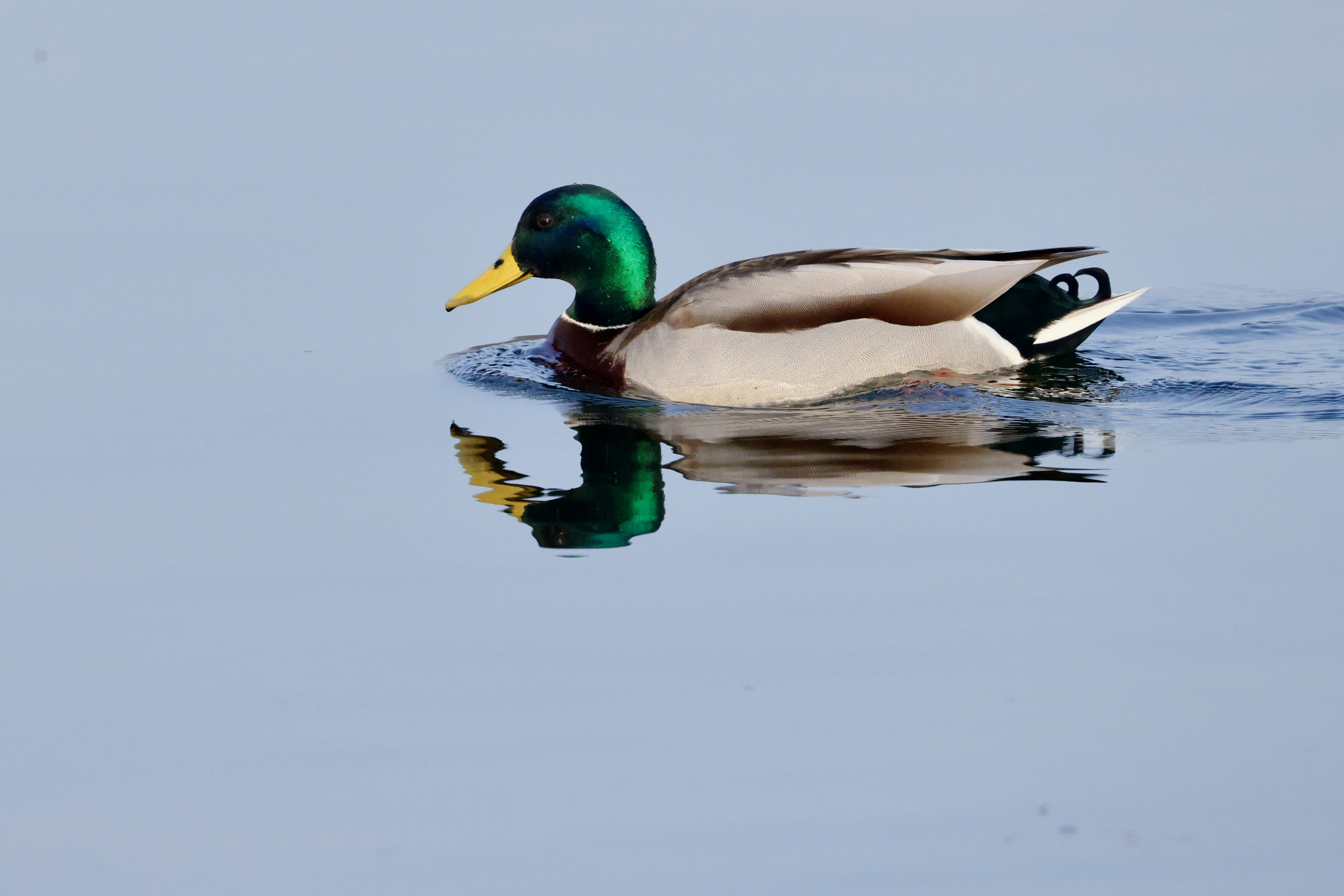 Emerald-Combed Hunter Drift: A Mallard in Tranquil Blues