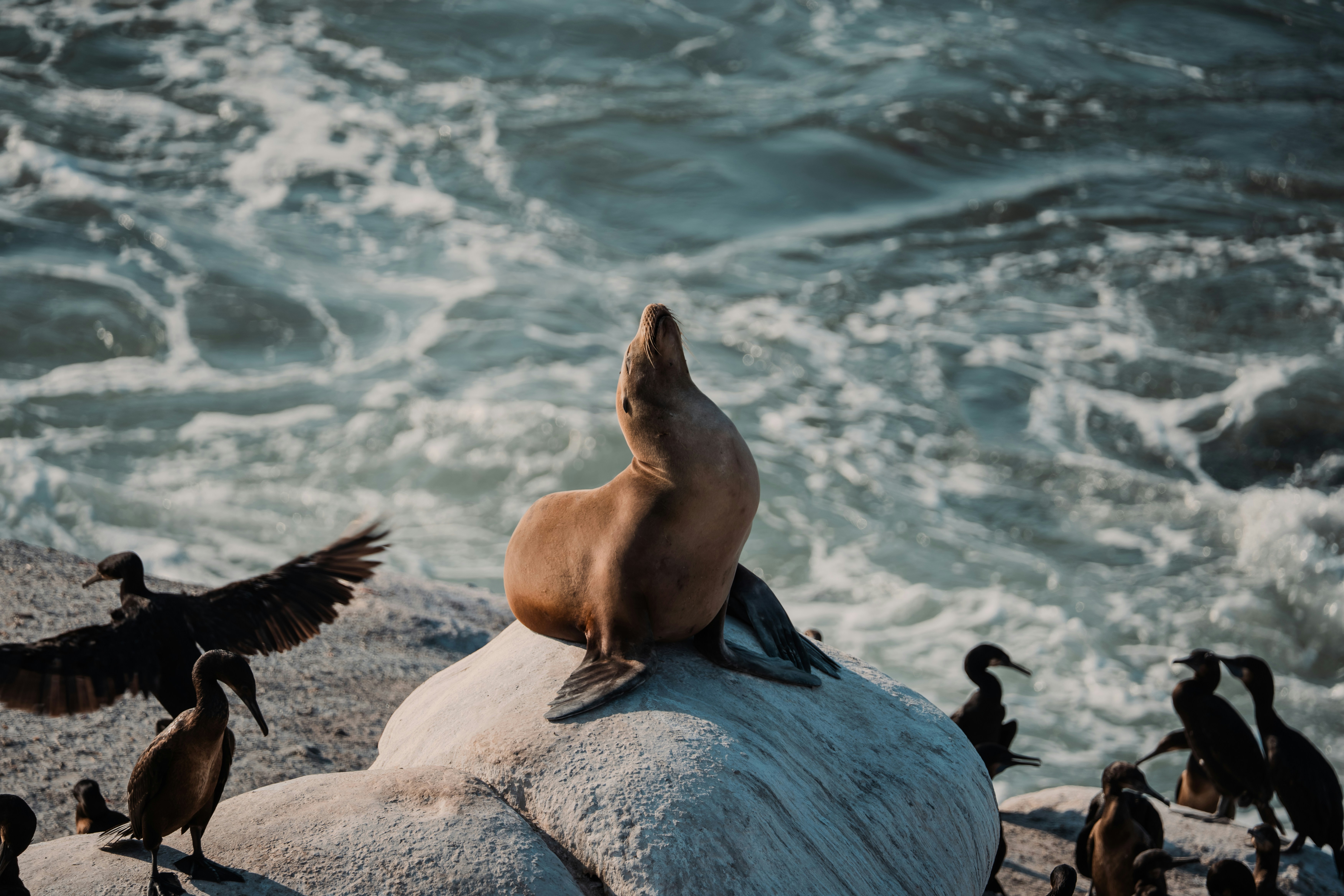Seabird Symphony: A Sealskin Seat Under Coastal spray