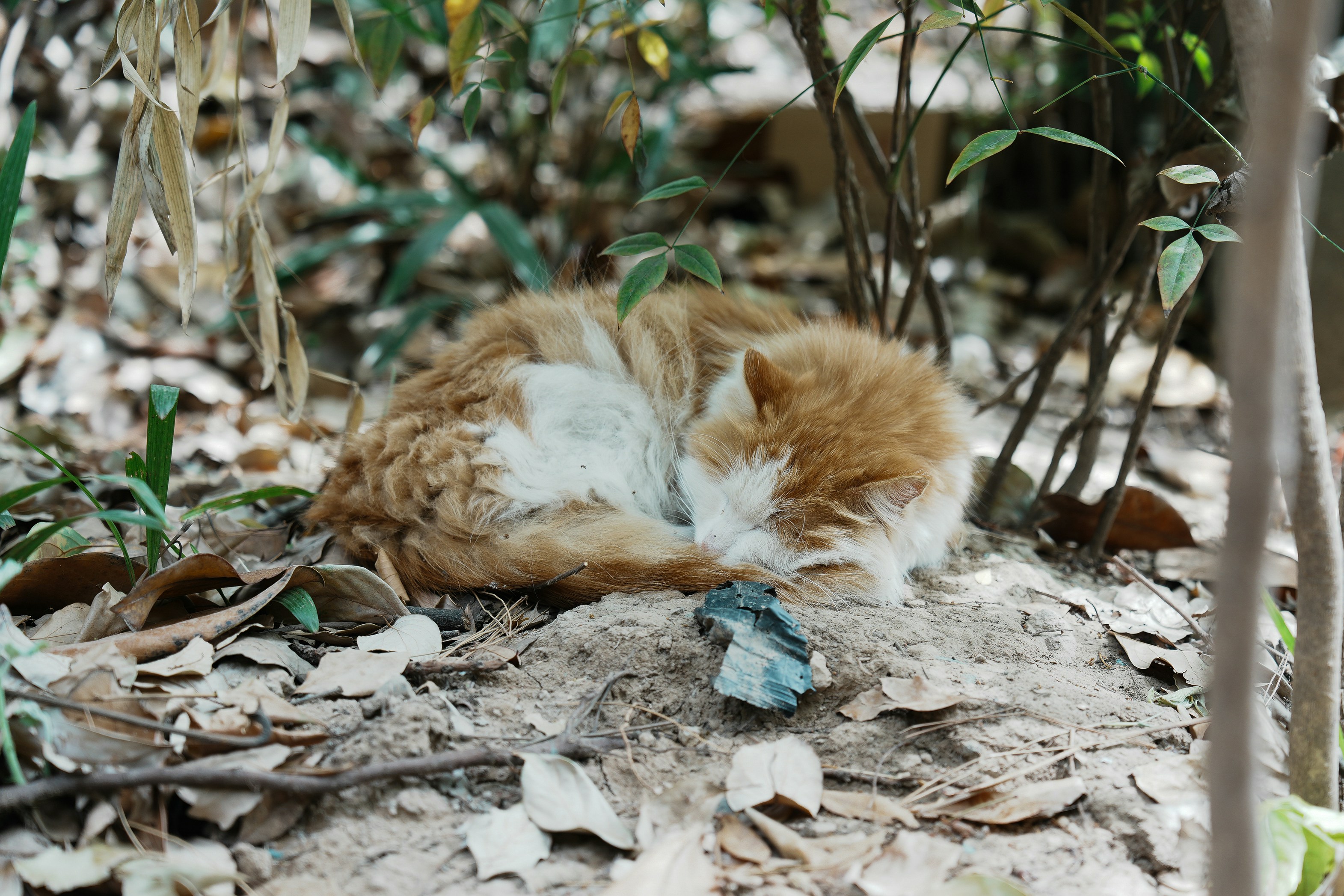 Hidden Nap: A Ginger Cat Resting in Dappled Garden Shade