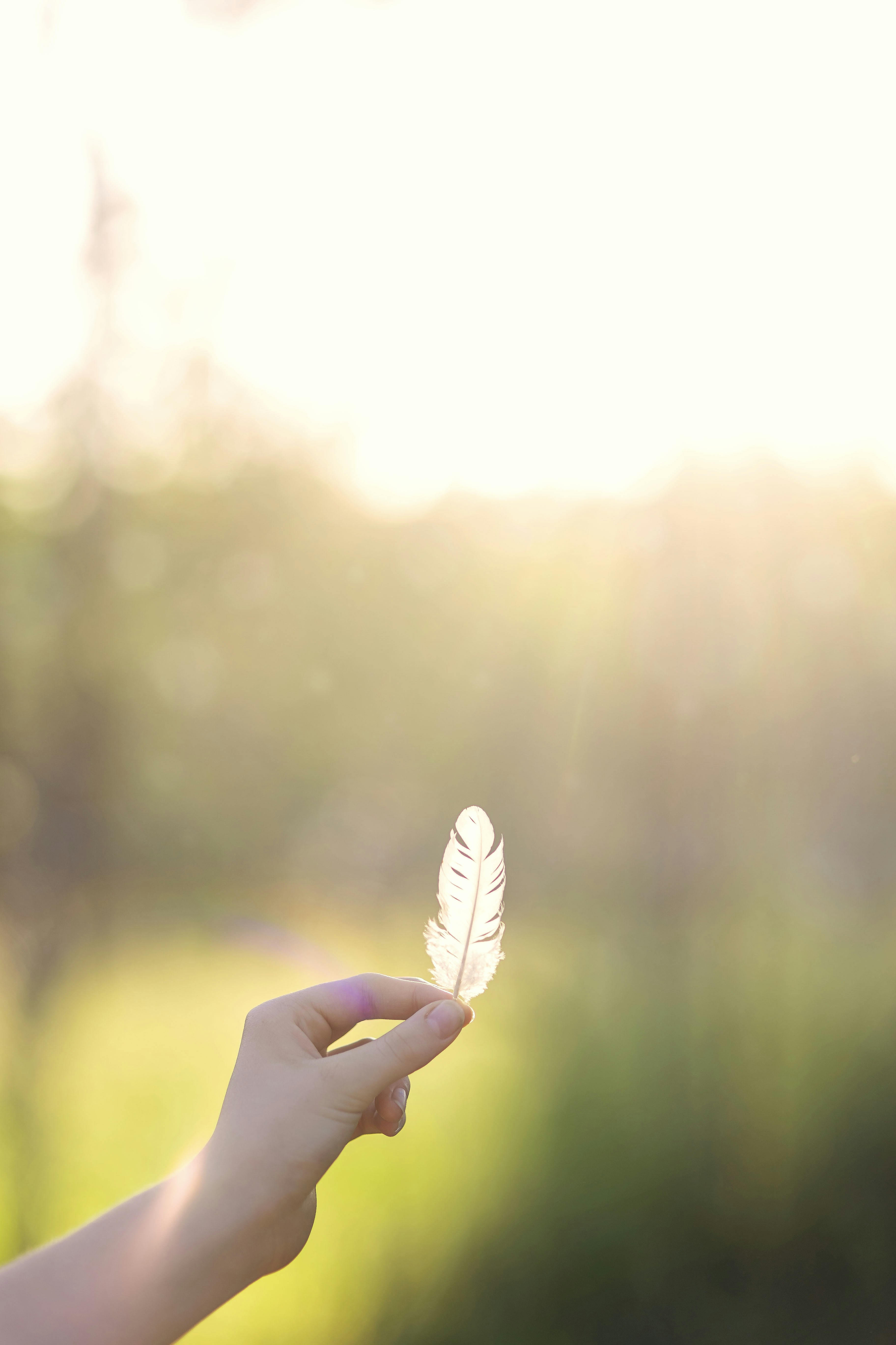Feather in the Backlit Quiet