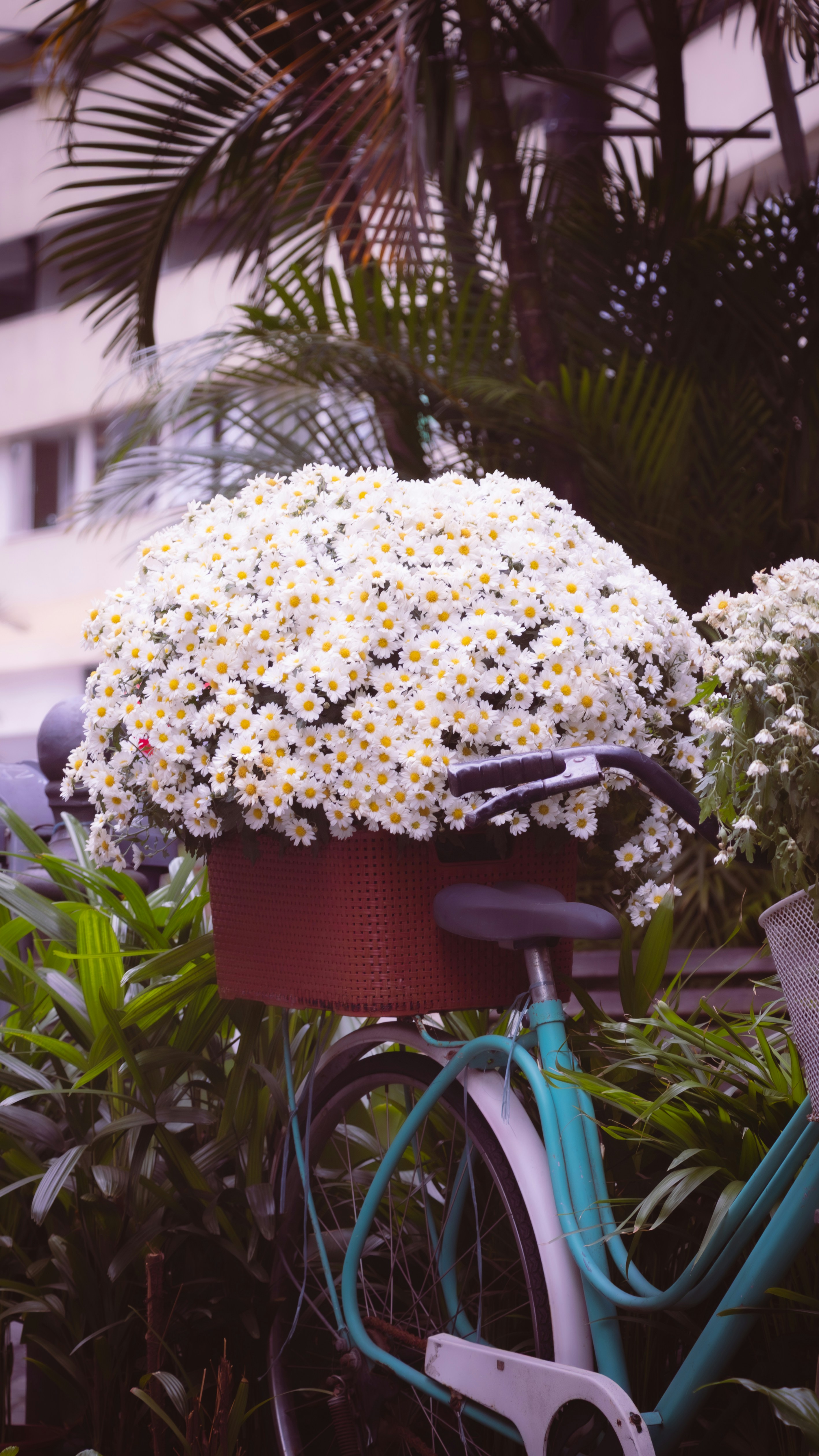 Bouquet on a Bicycle: A Quiet Morning with Daisies