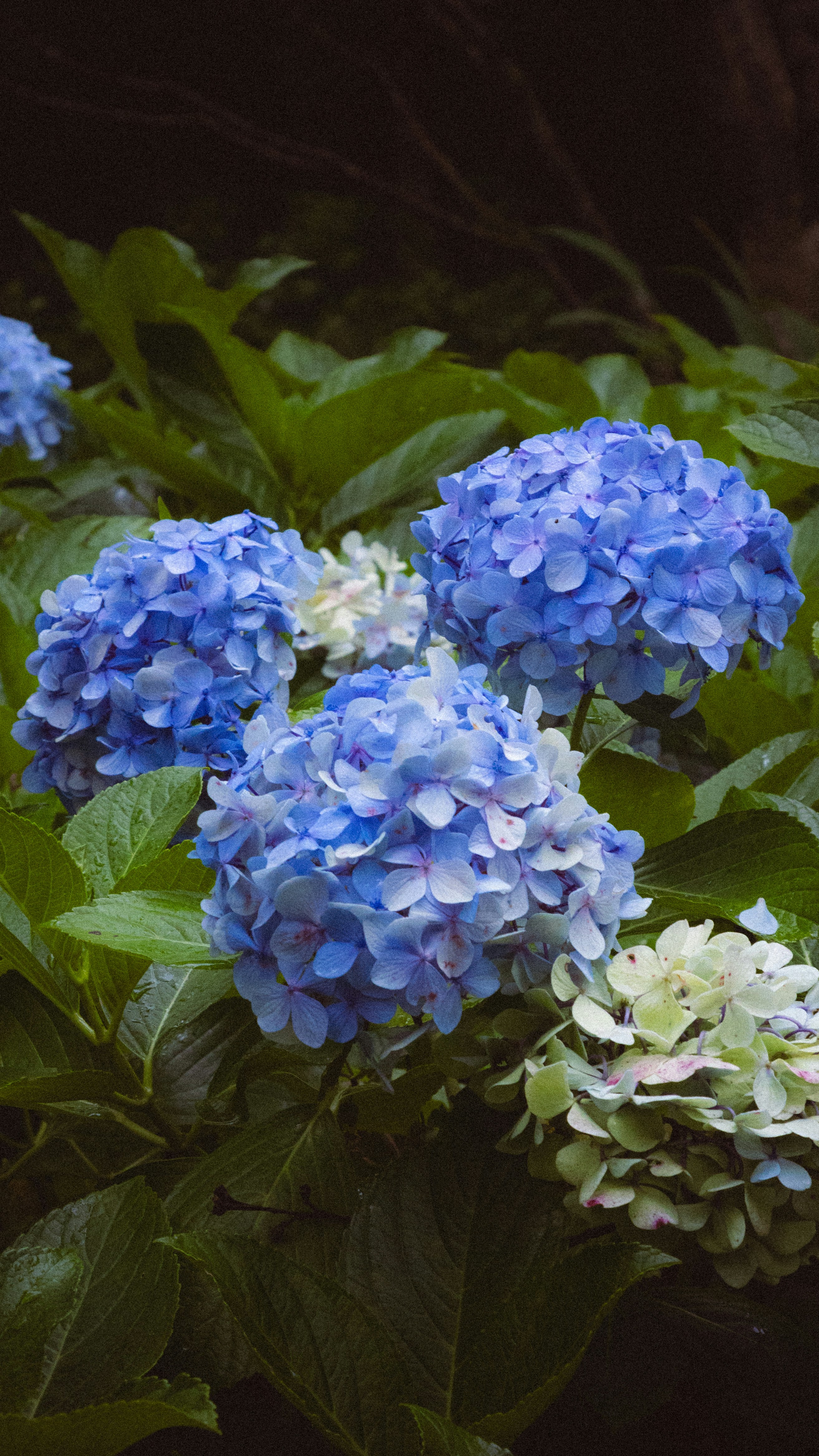Blue Hydrangea Cluster in Deep Green Foliage