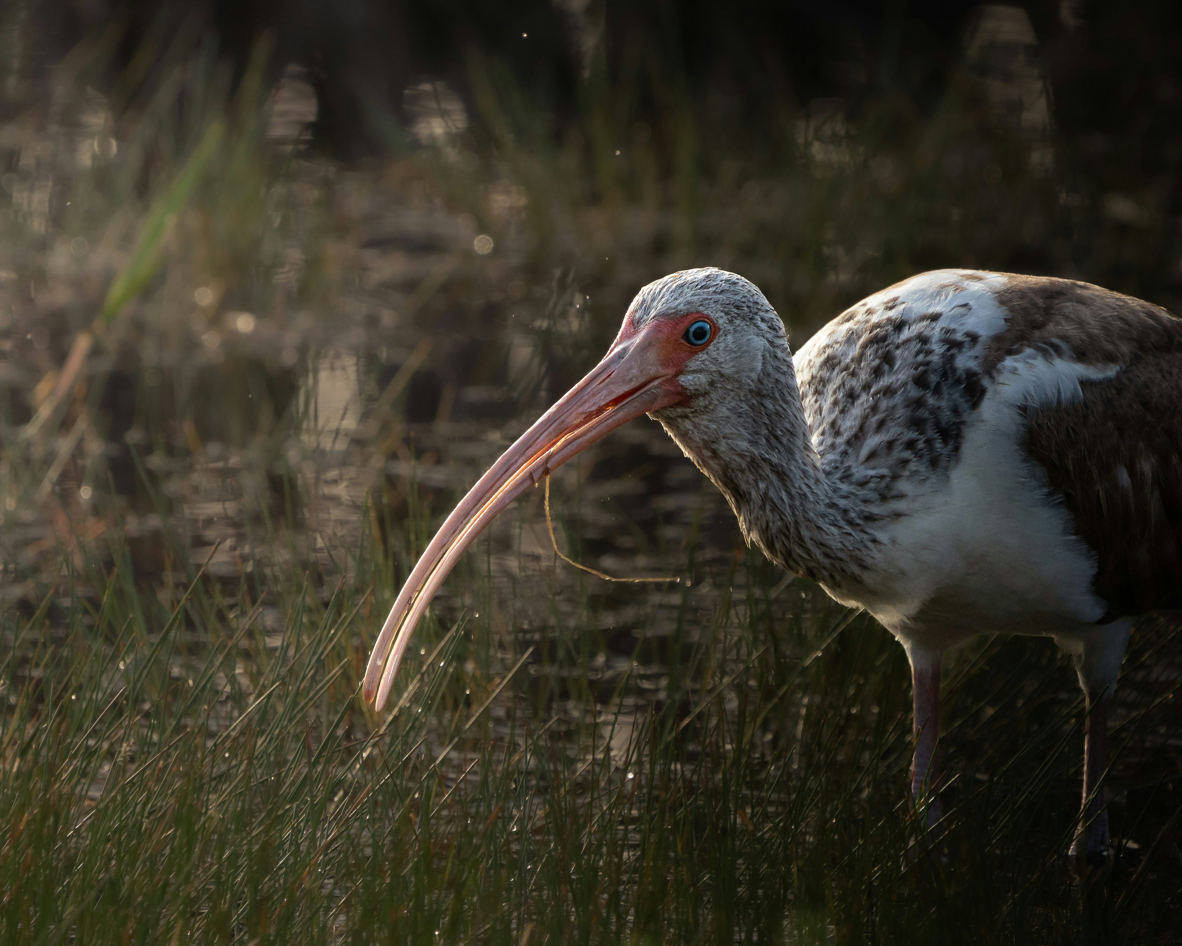 Long-billed Heron in marsh light