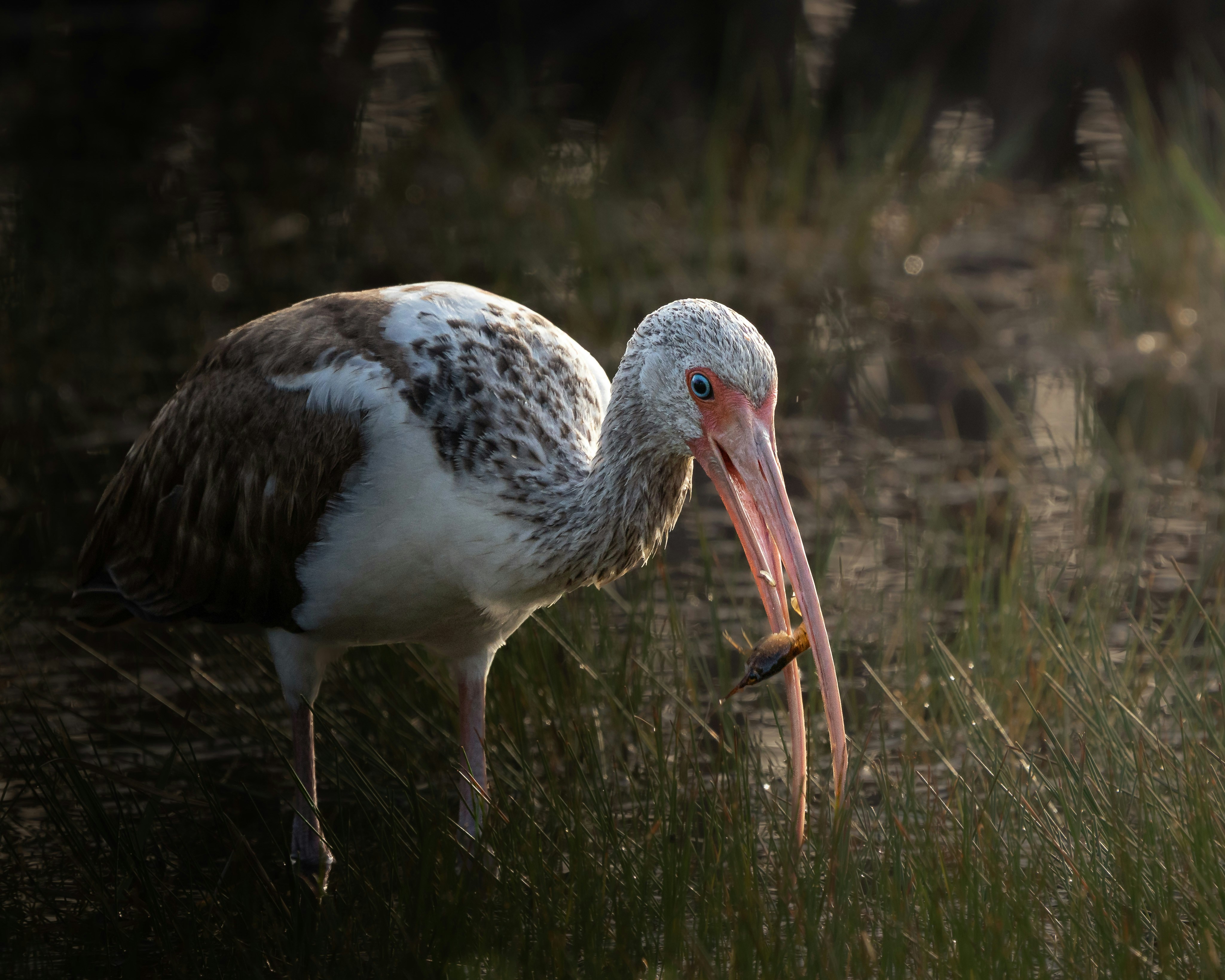 Curved Beak in Marsh Light