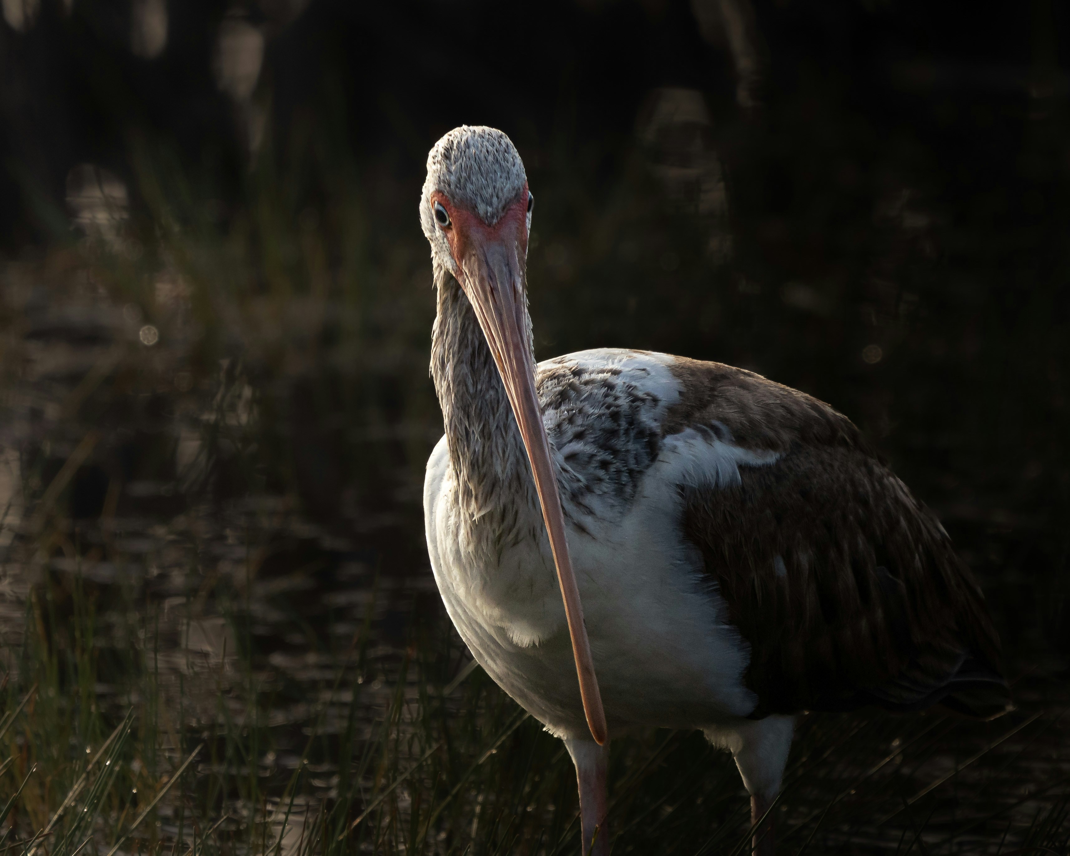 Patient Pelican in Evening Light