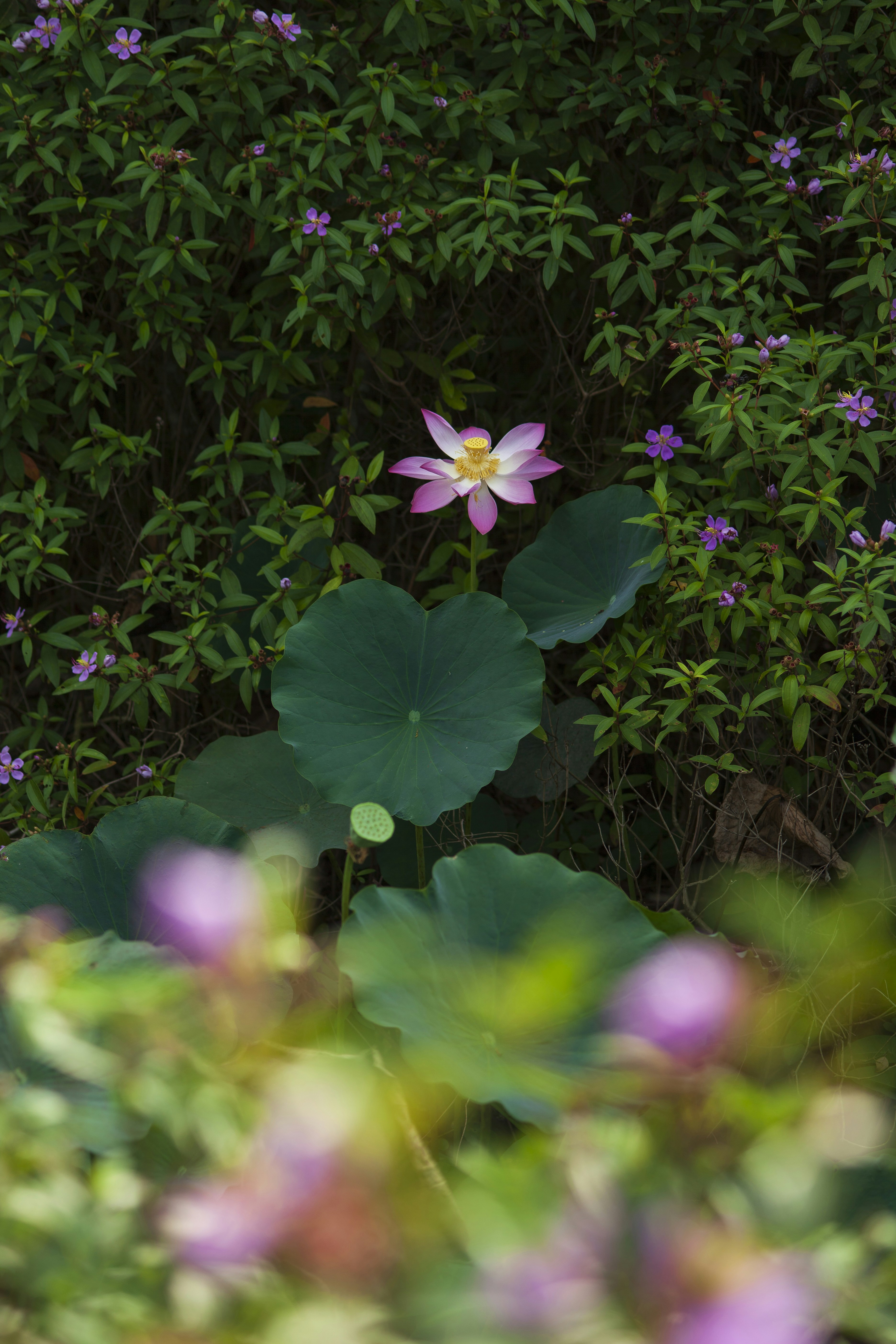 Pink Lotus in a Sea of Green: A Quiet Garden Moment