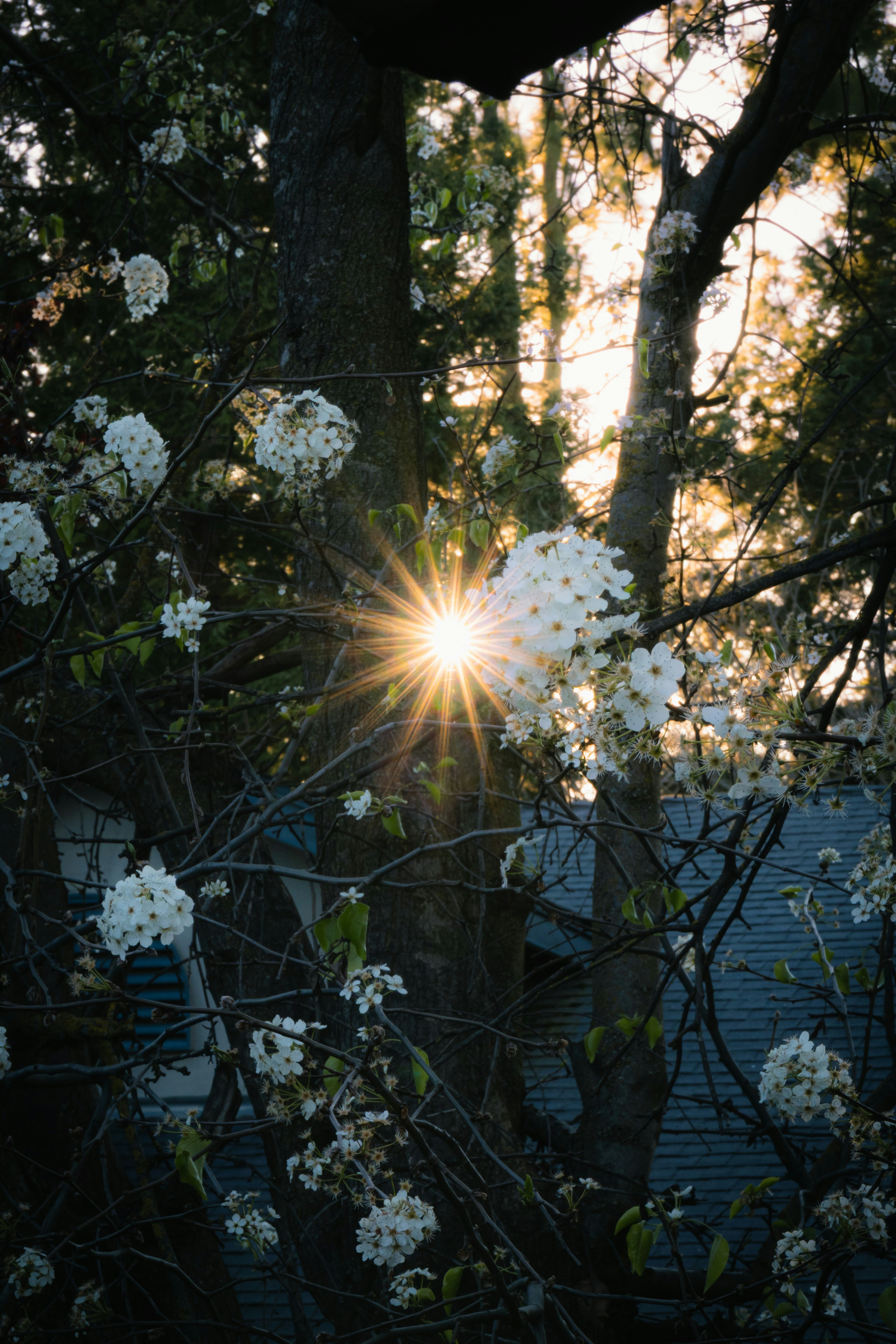 Sunburst Through Blossom: Handfuls of White in a Quiet Branchscape