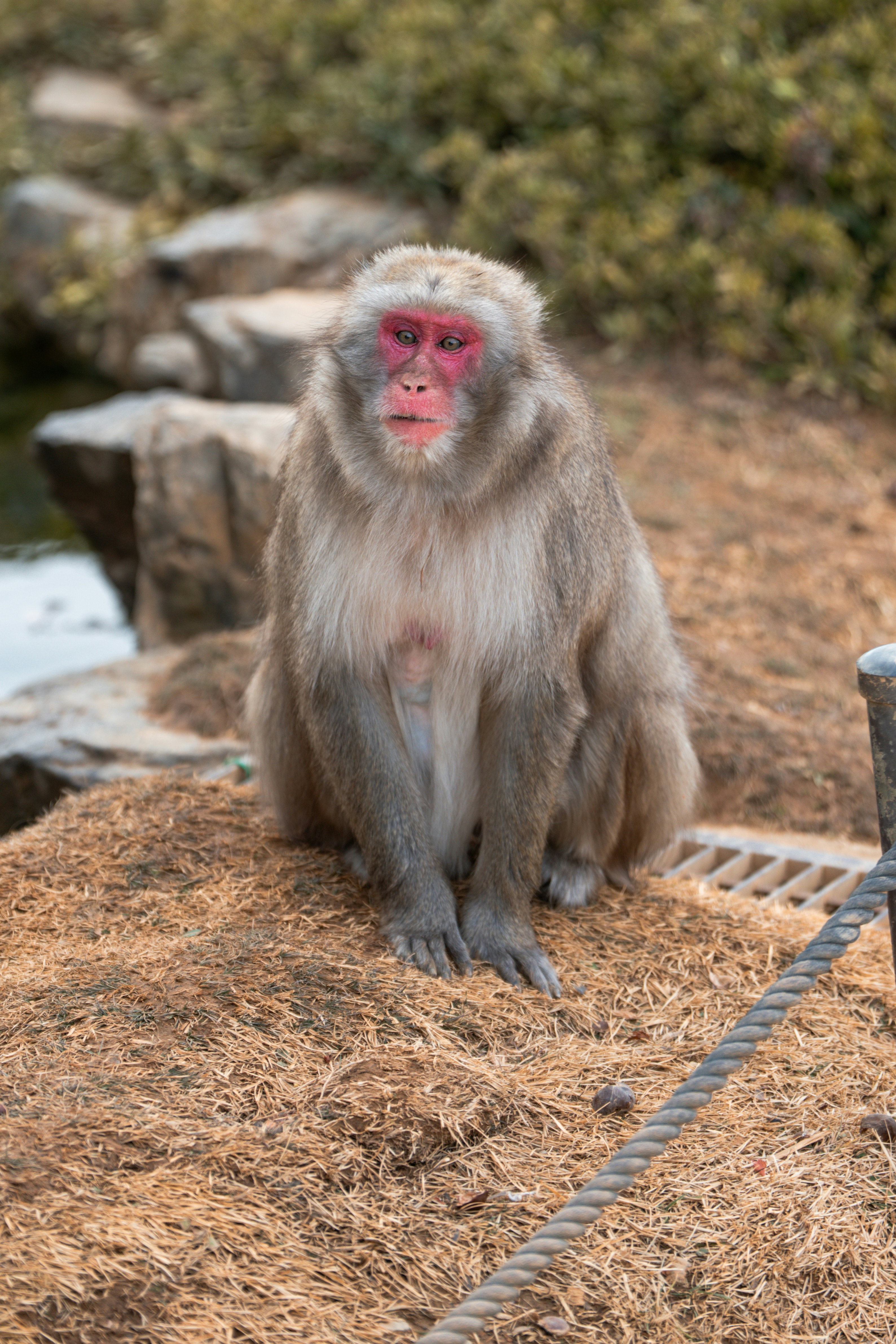 Red-faced macaque in a pine-strewn enclosure