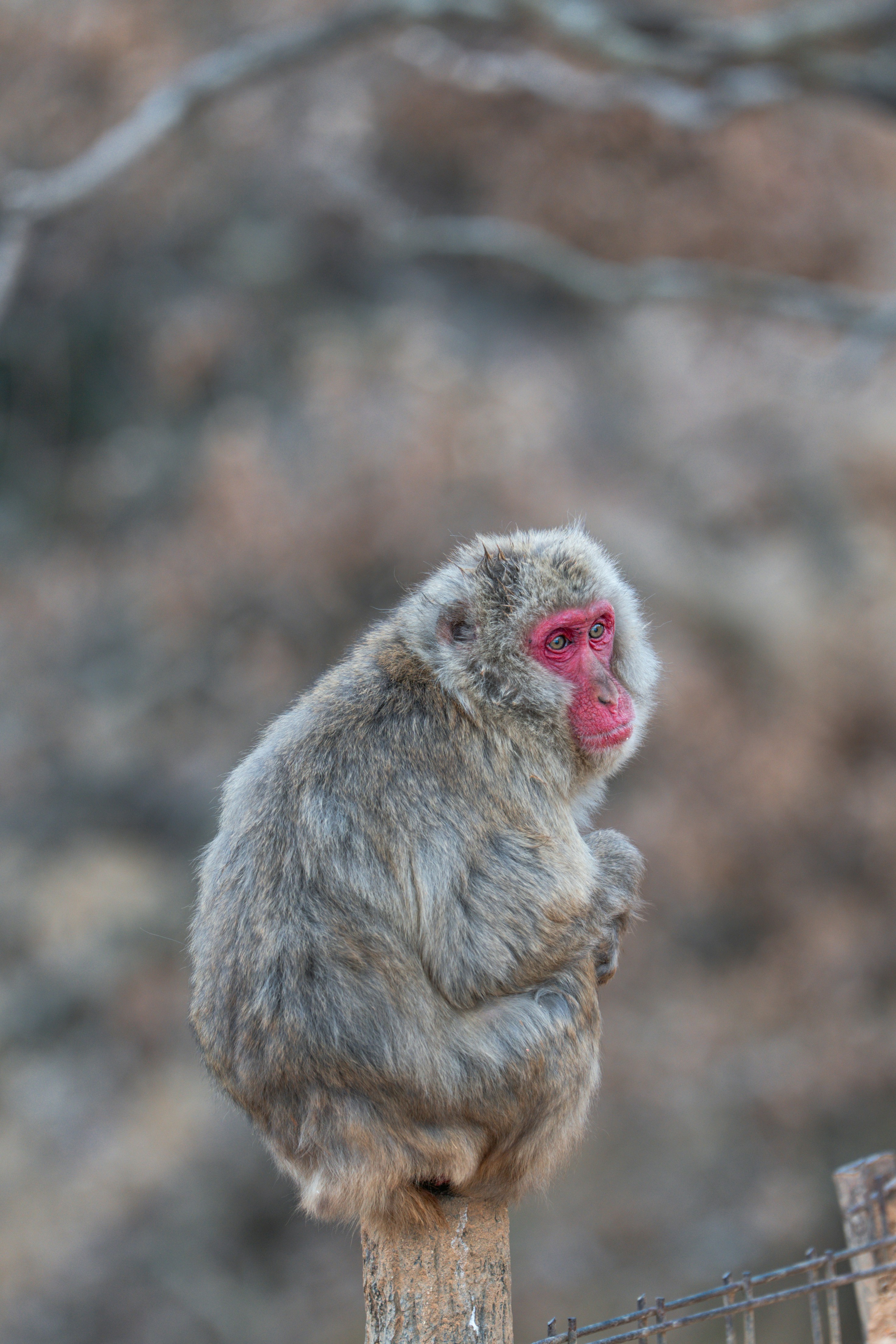 Red Face Rising: A Curious Snow Monkey on a Post