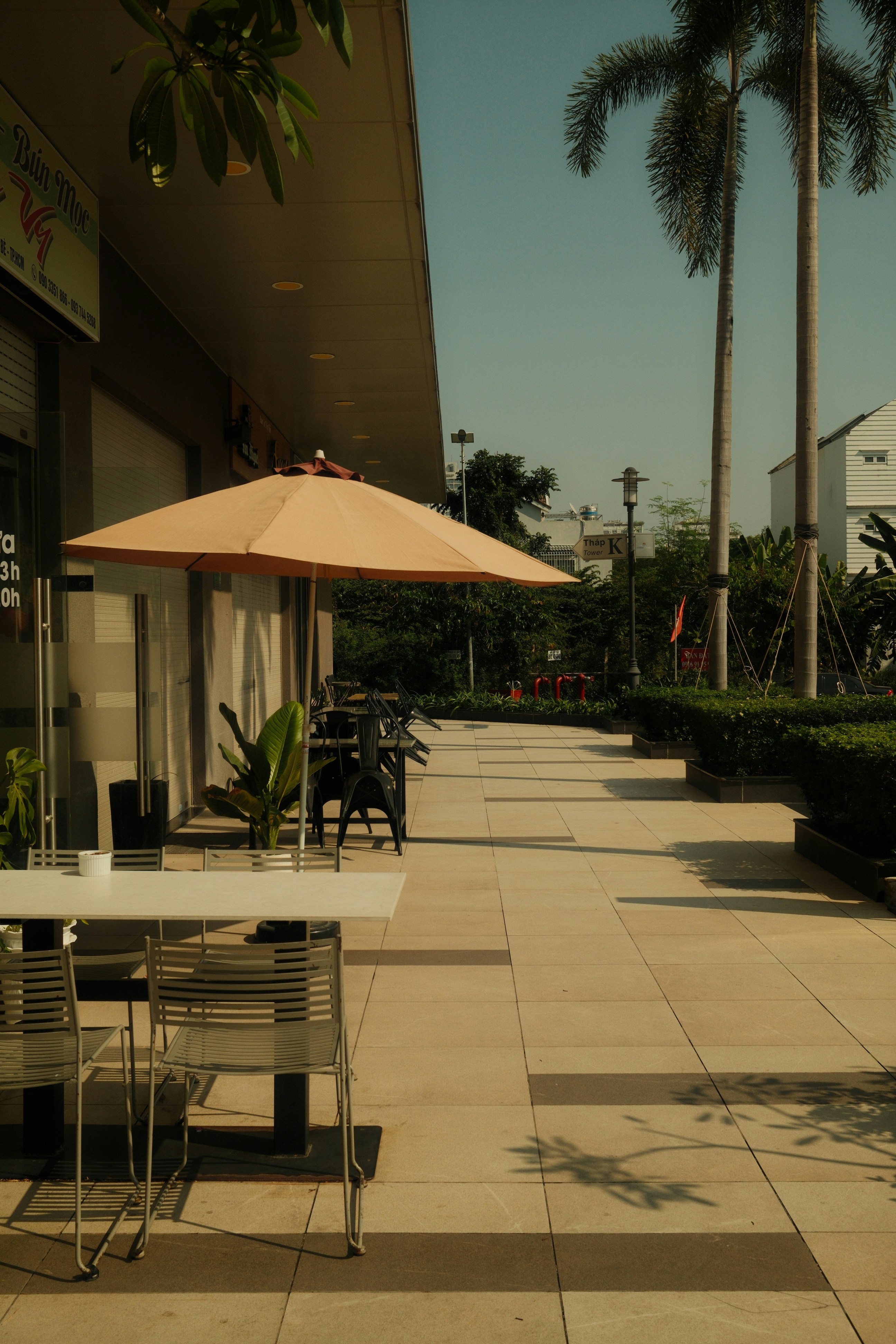 Cafe Terrace Under Palm Shadows