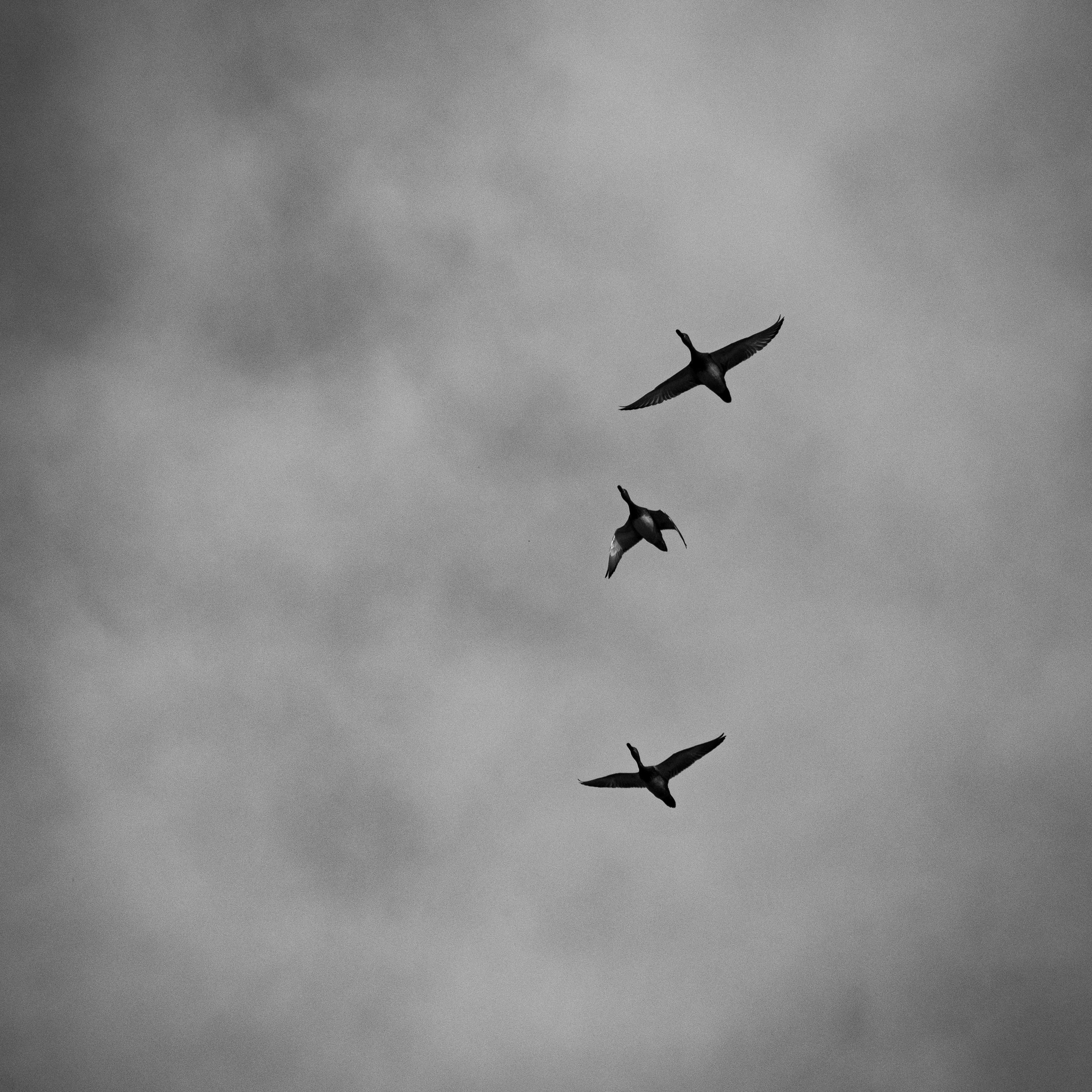 Triad in the Grey: Birds Aligned in a Quiet Sky