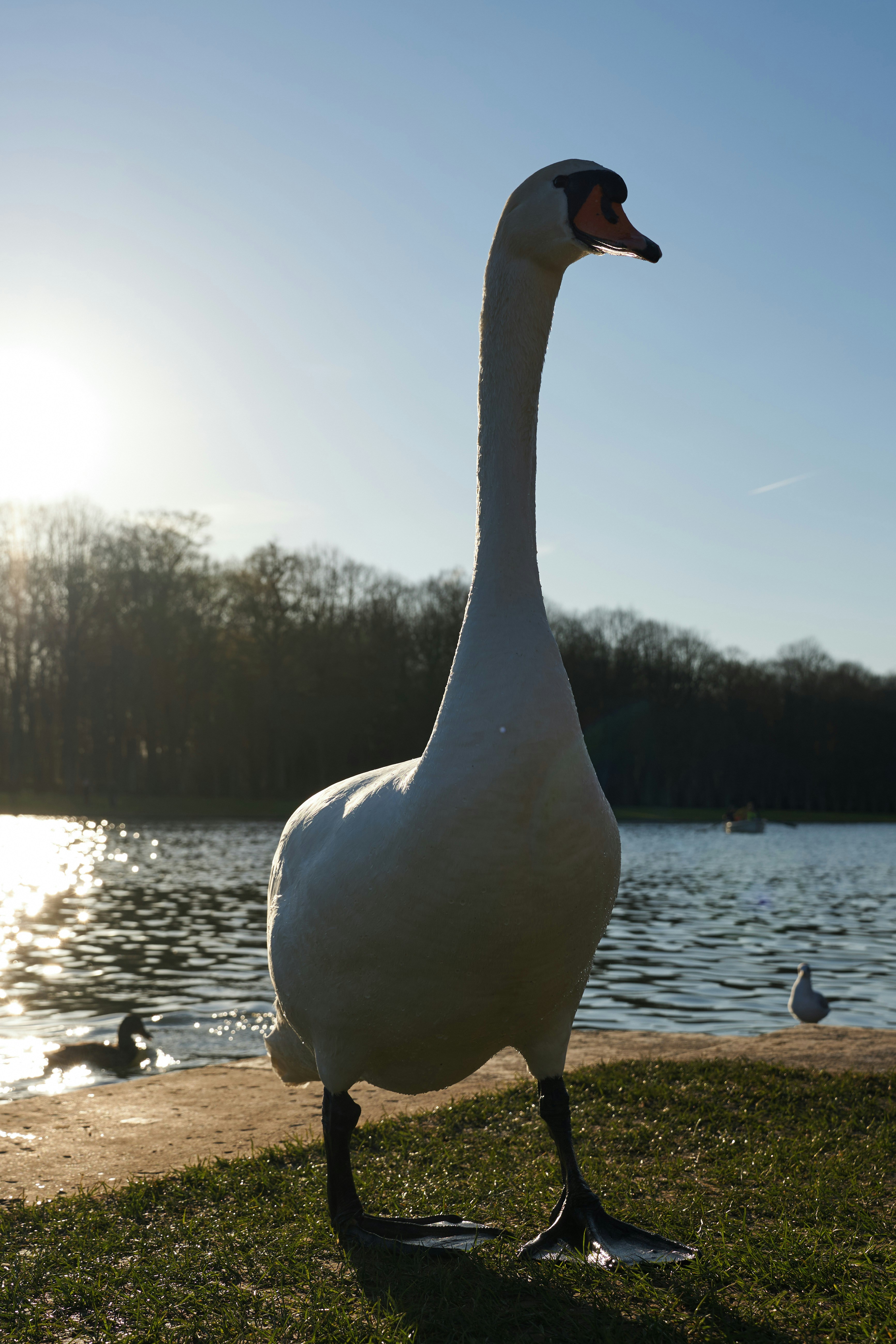 Swan Stance at the Pond: Backlit Elegance