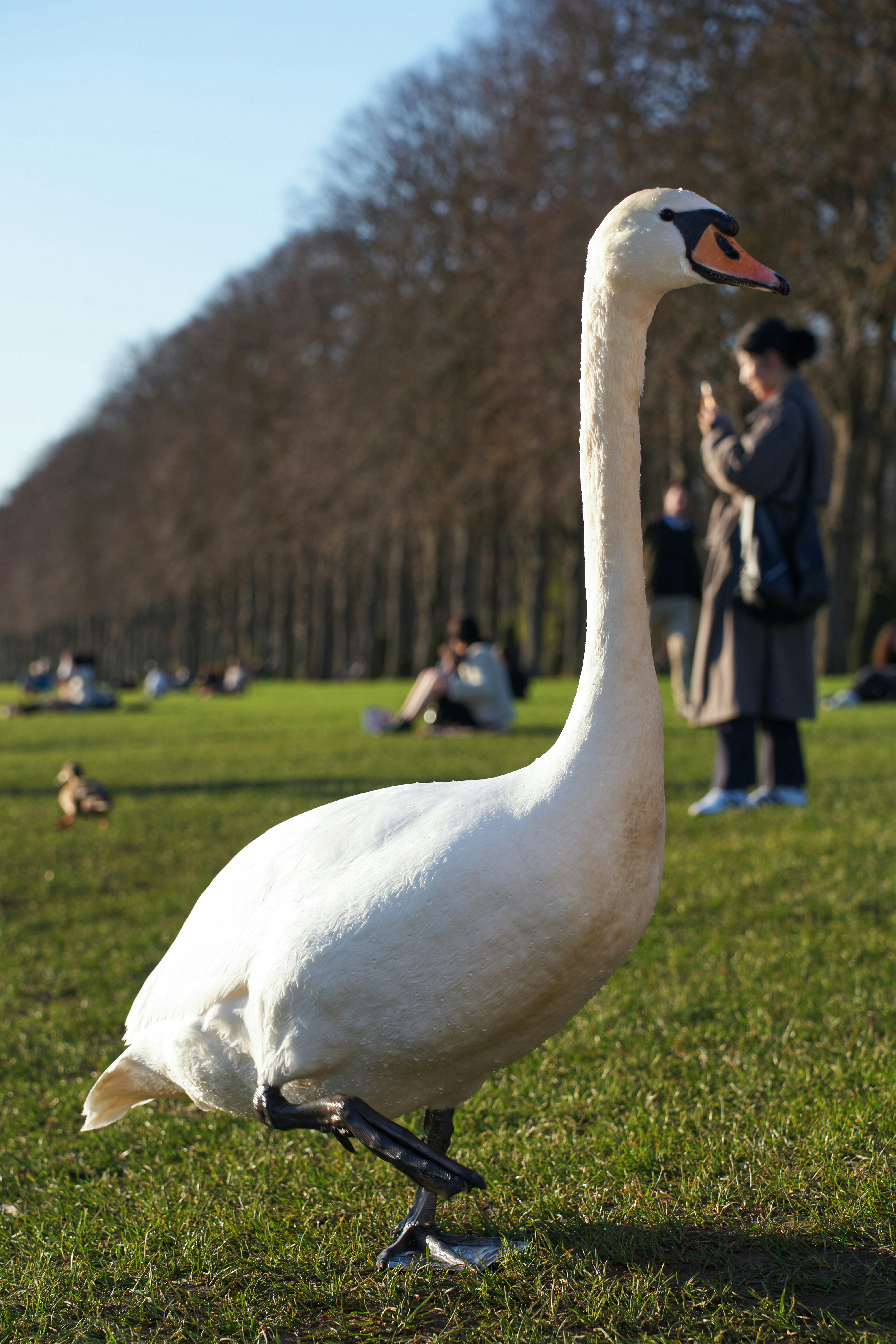 White Swan in a Sunlit Park with Bystanders and Pathway Trees
