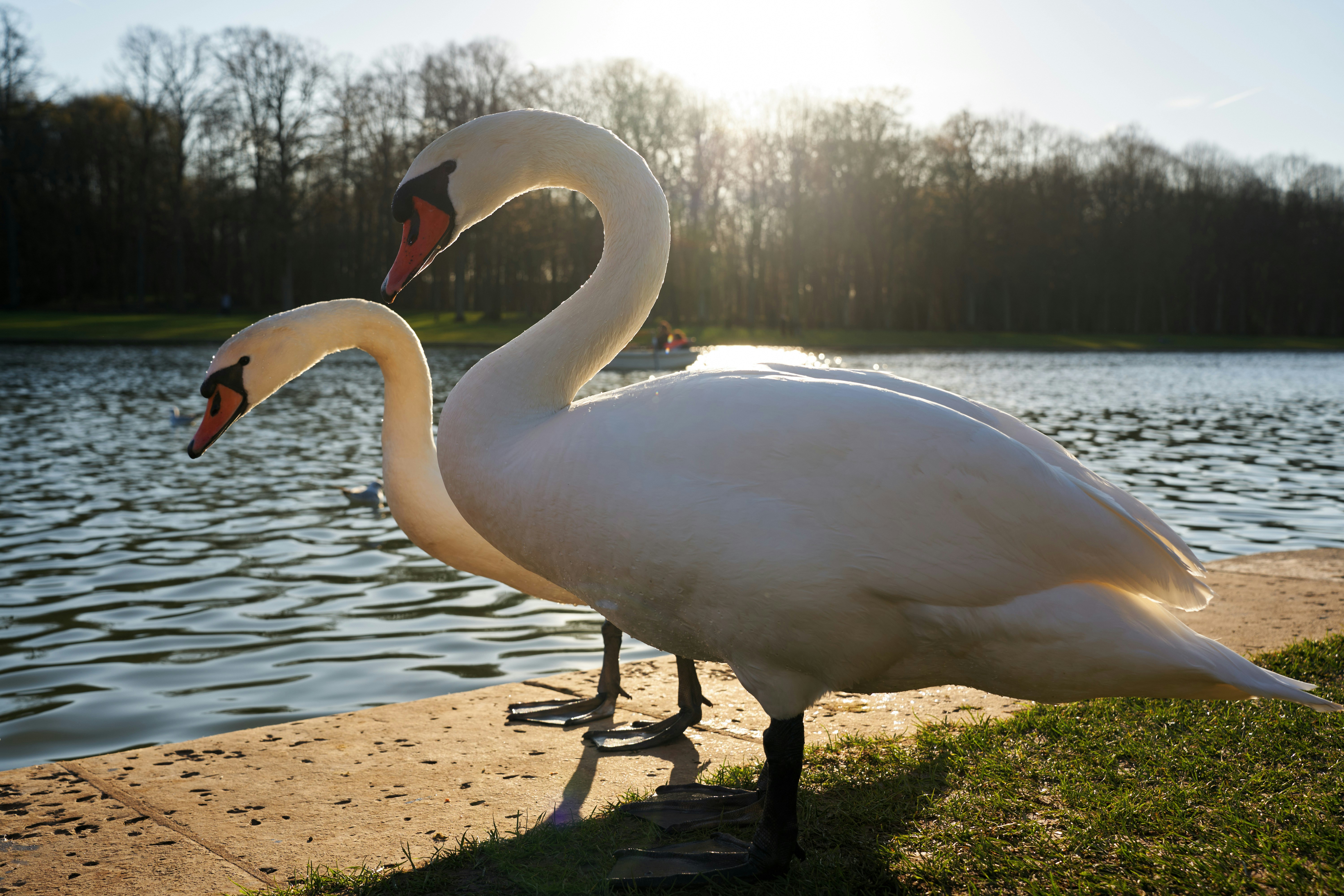 Duo of Graceful Swans by the Lake