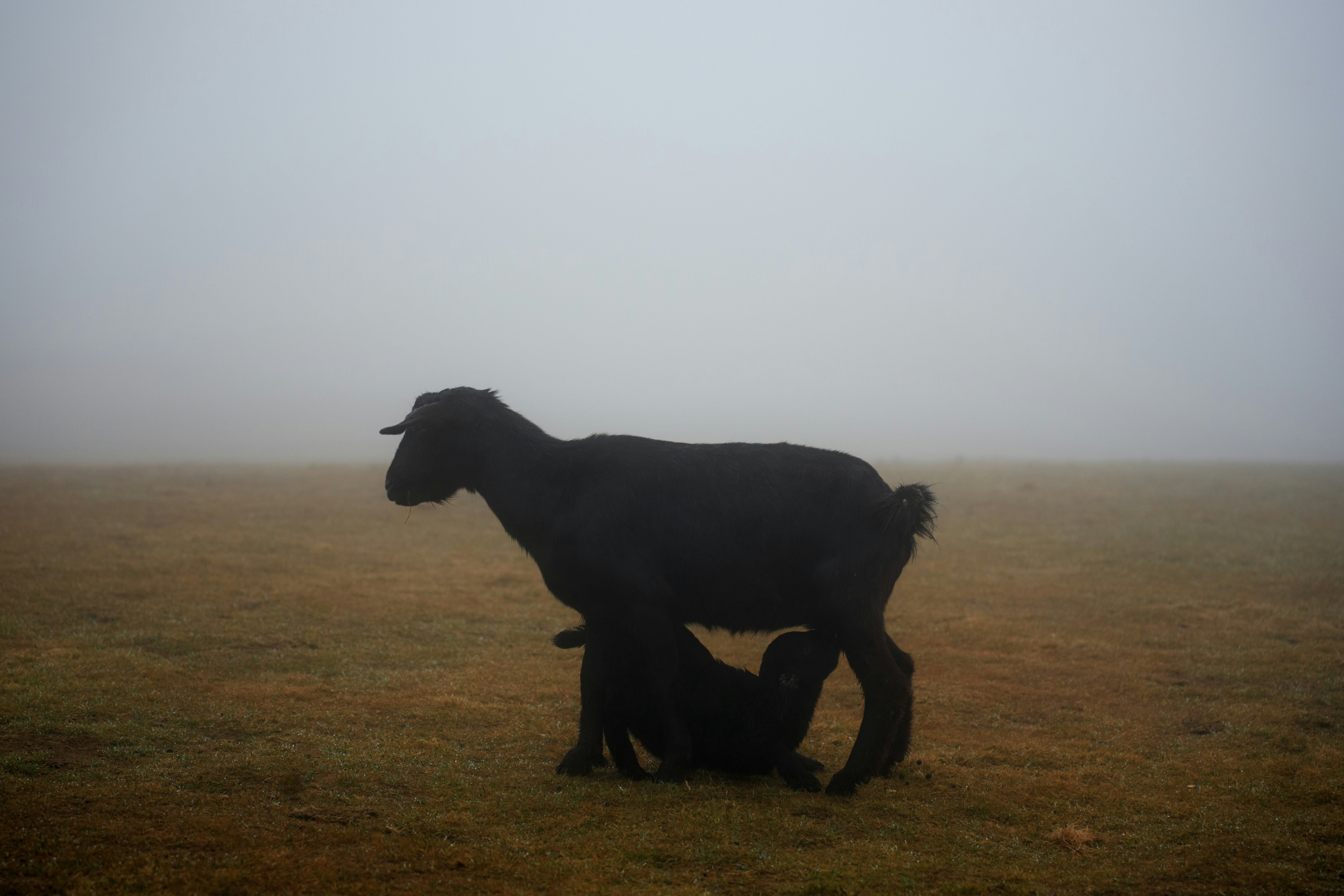 Mist-Shrouded Herd: silhouette of a sheep under morning fog