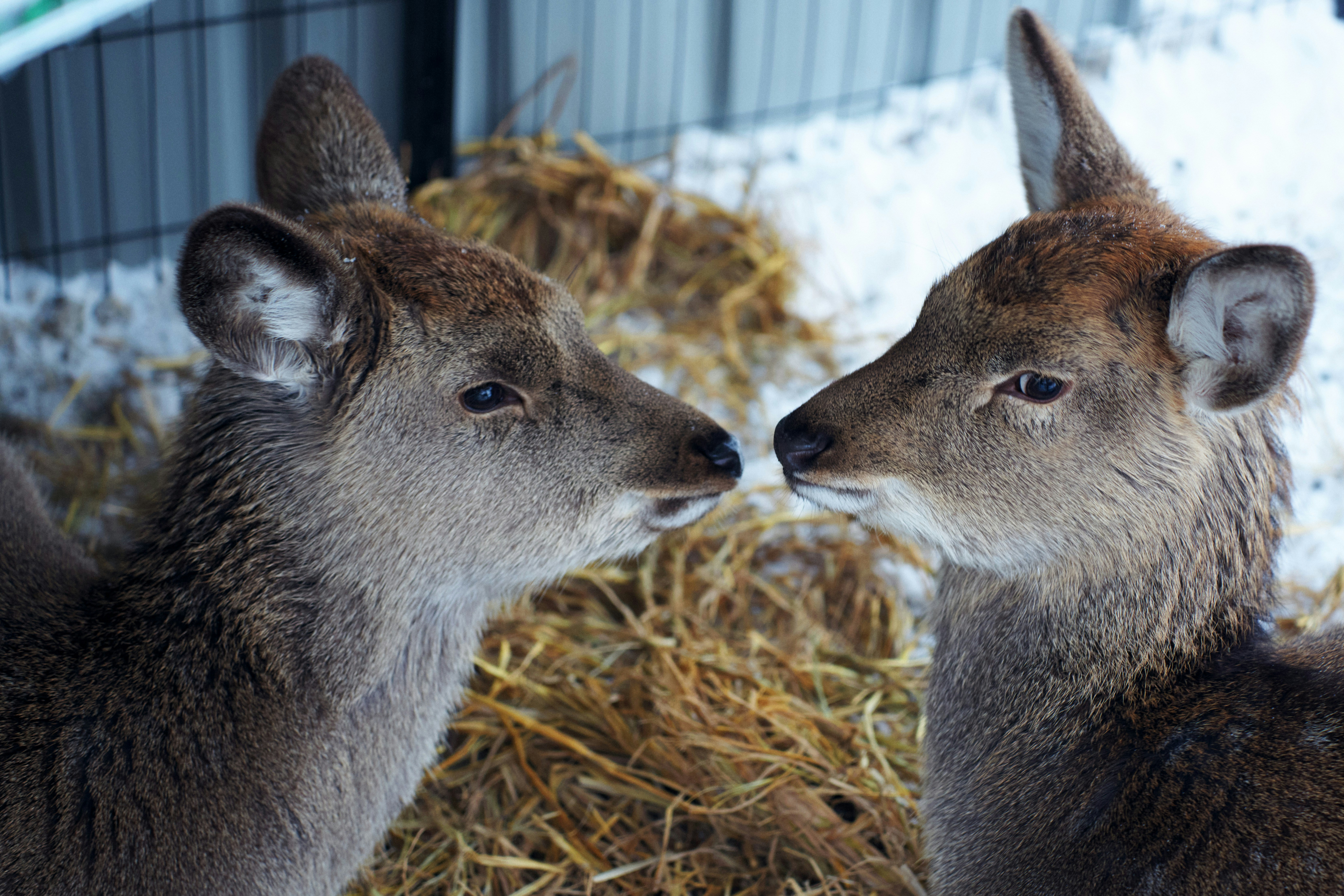Whisper of Encounter: Two Foraging Faces in Close Confinement