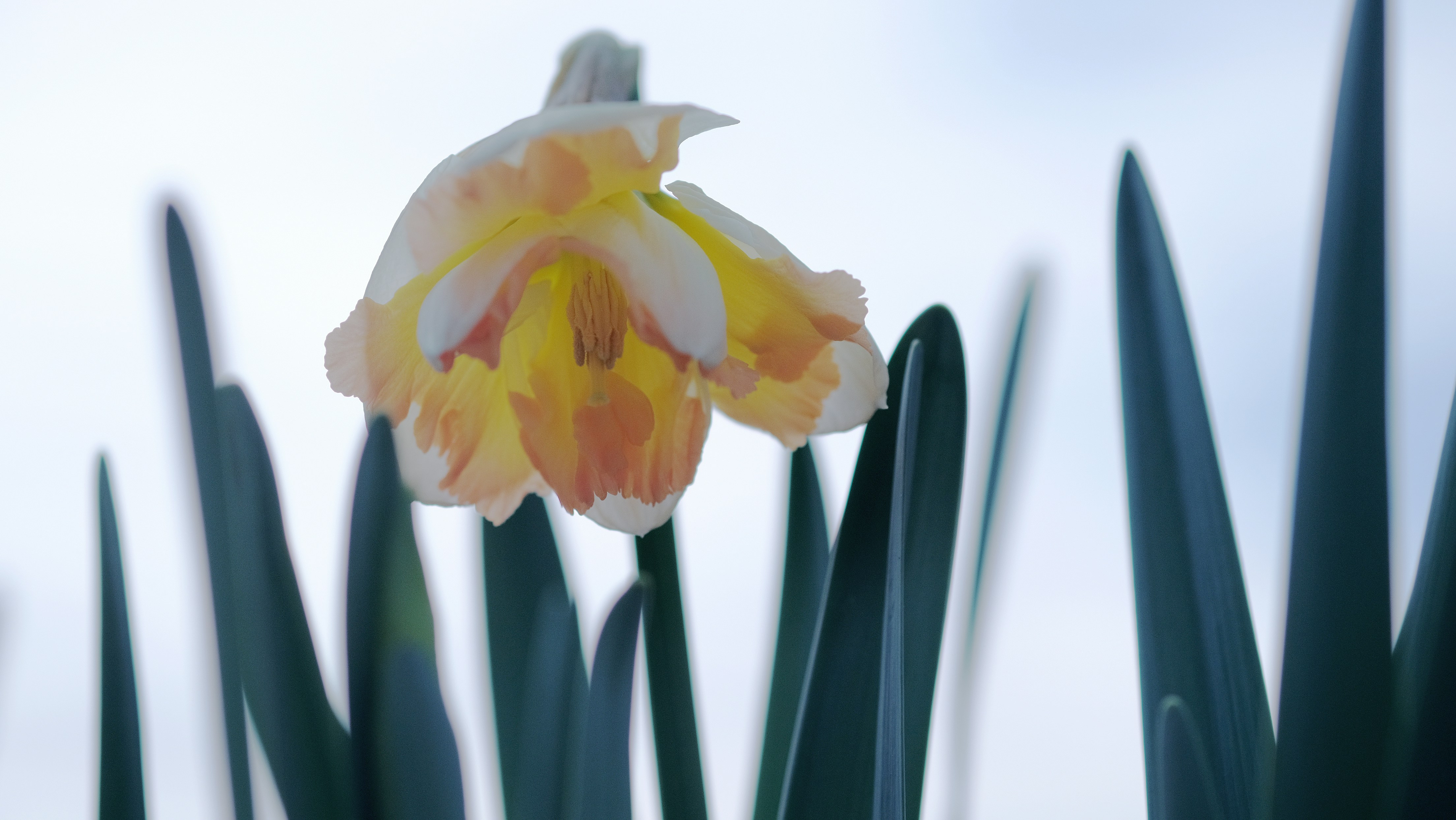 Golden Iris in Focus: A Delicate Blossom Among Emerald Spear leaves
