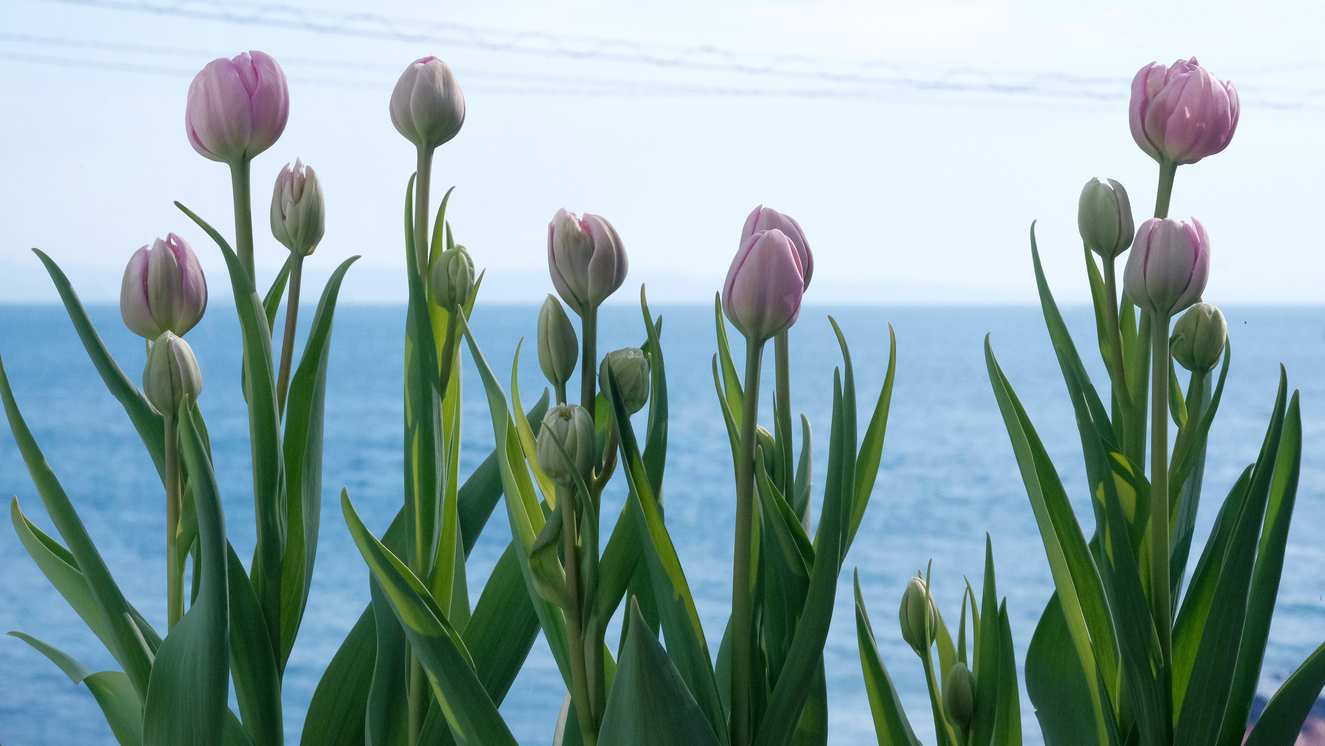 Pink Tulips Against a Sea Horizon