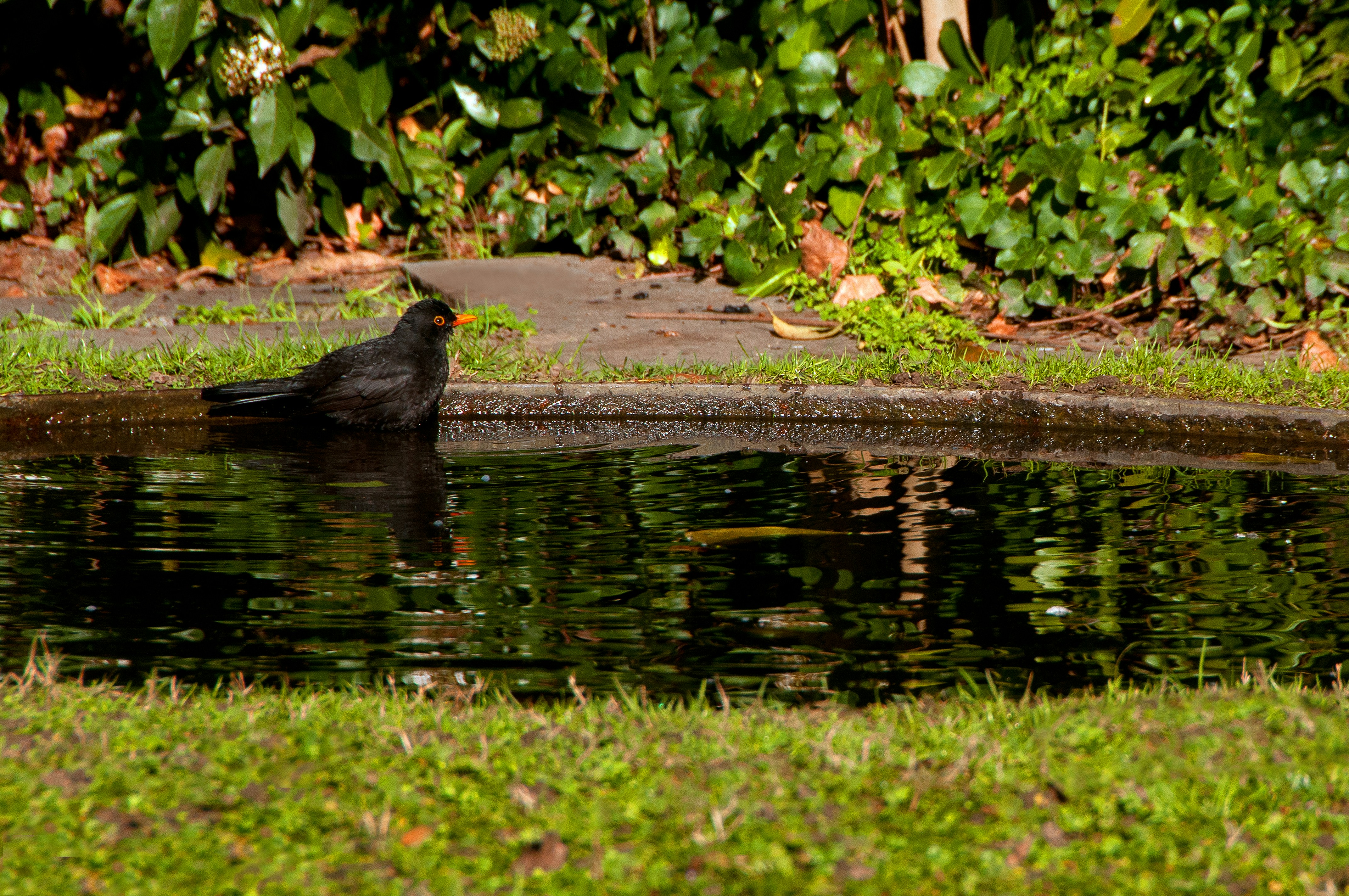 Dark Waterbird at the Pond’s Edge