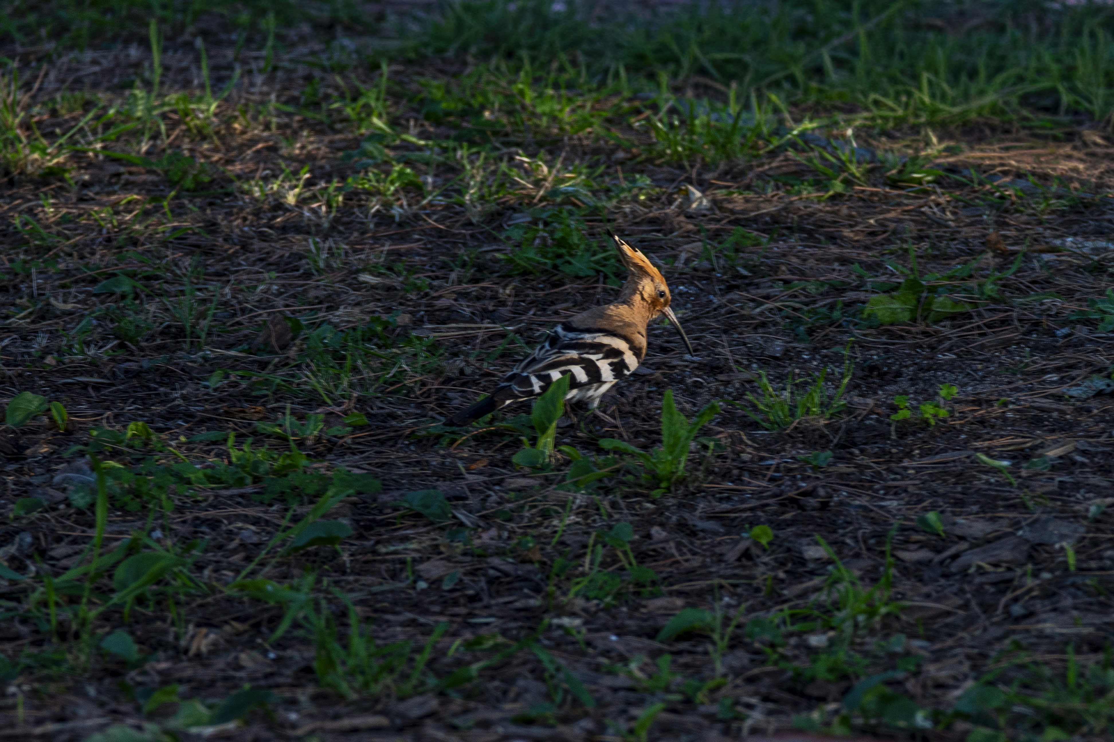 A small woodpecker rests on the forest floor, its striped plumage catching a hint of sunset light among sparse vegetation and earthy soil.