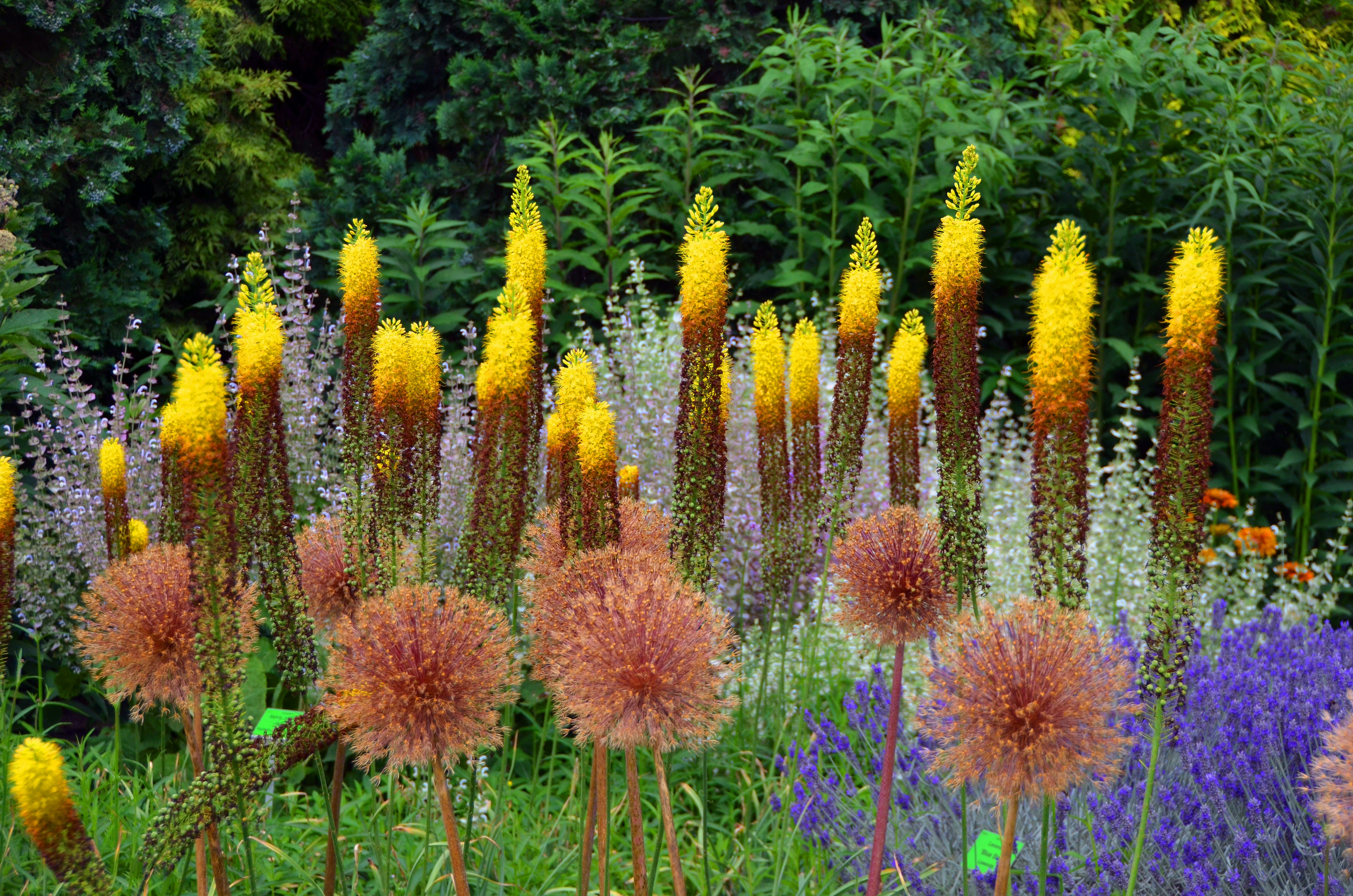 Golden-topped Florets Reaching Toward a Lush Green Canopy