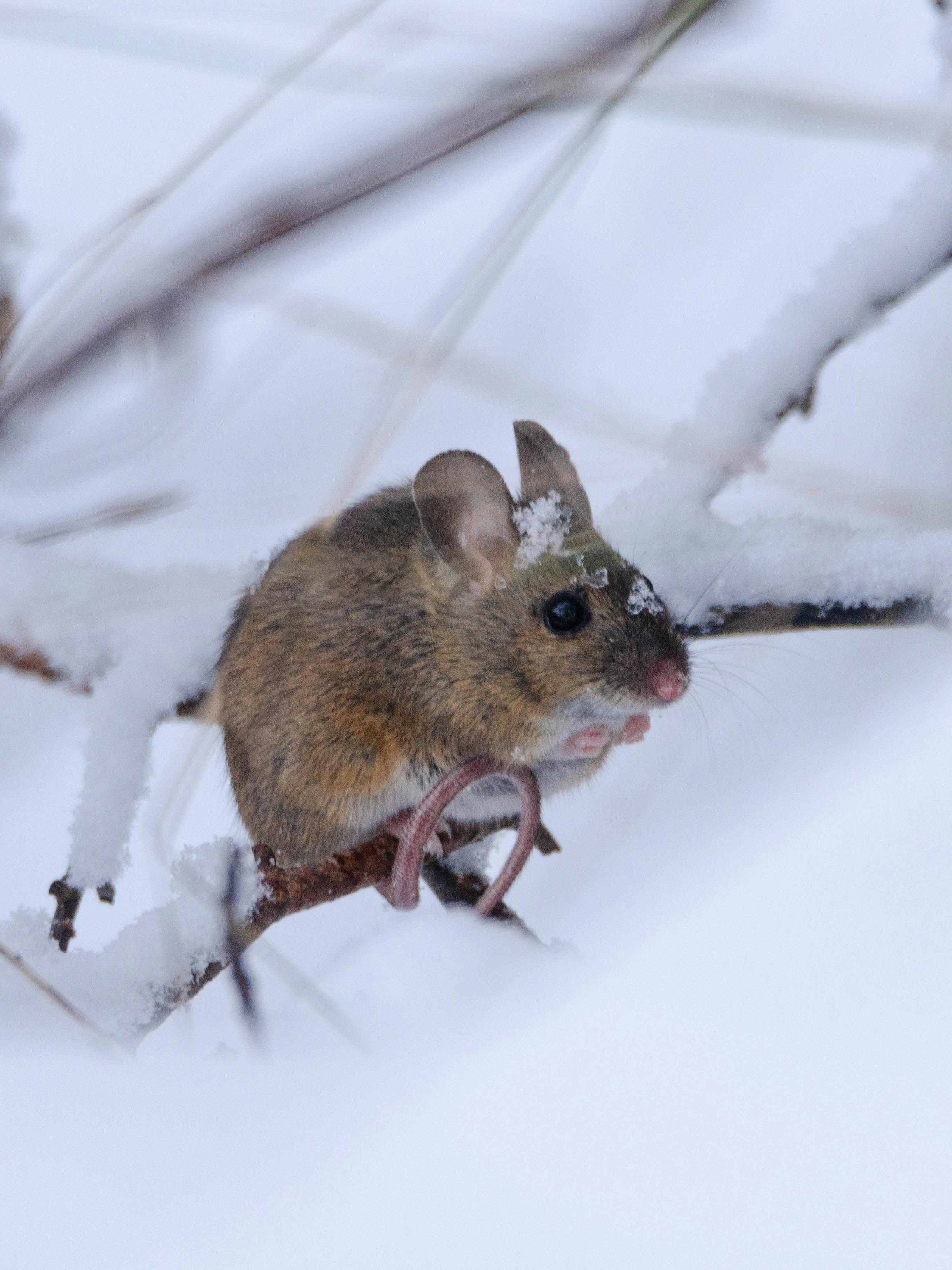 Snowbound Mouse: A Tiny Explorer Among Frosted Branches