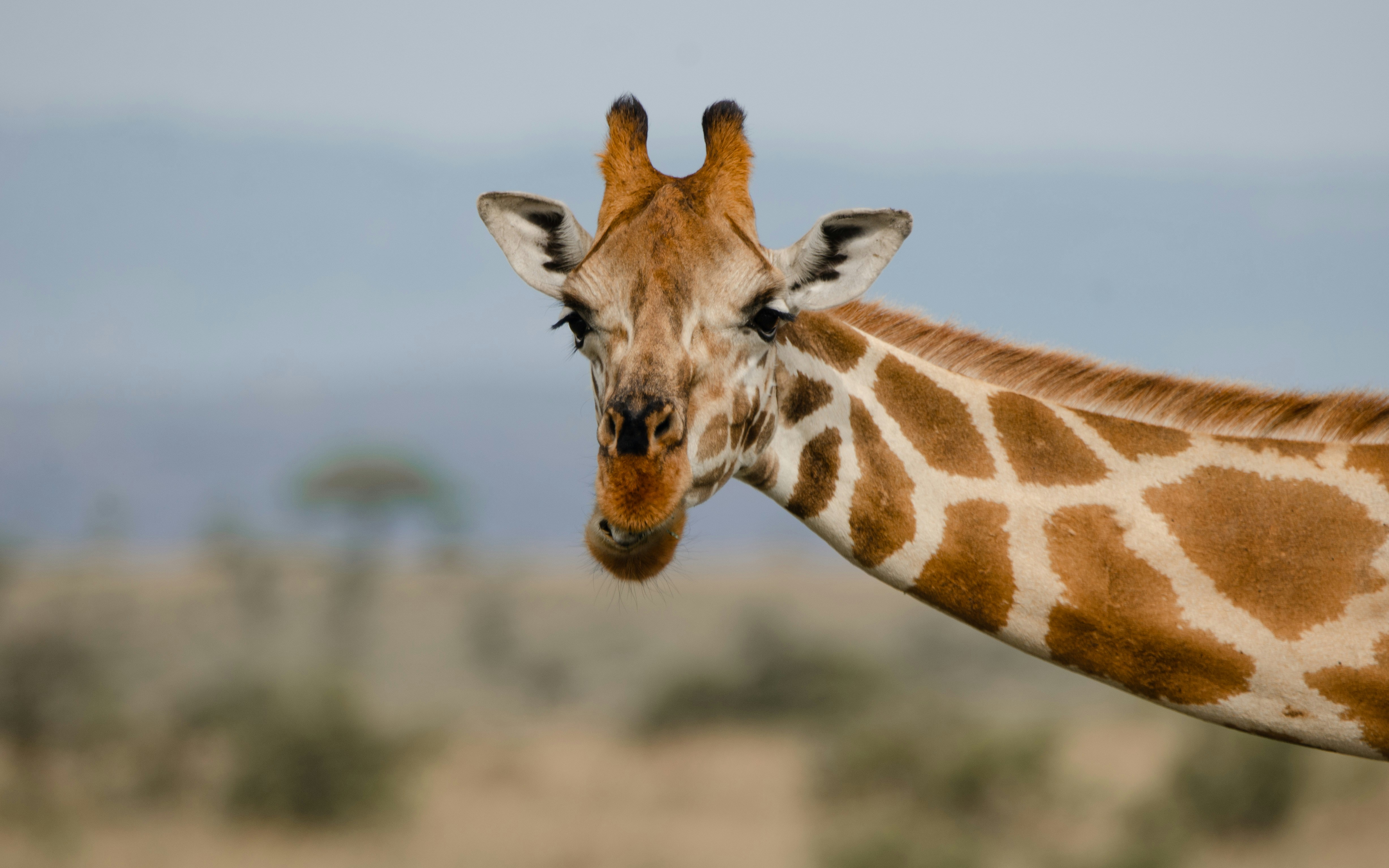 Giraffe’s Gaze: A Quiet Moment with the Serengeti’s Gentle Sentinel