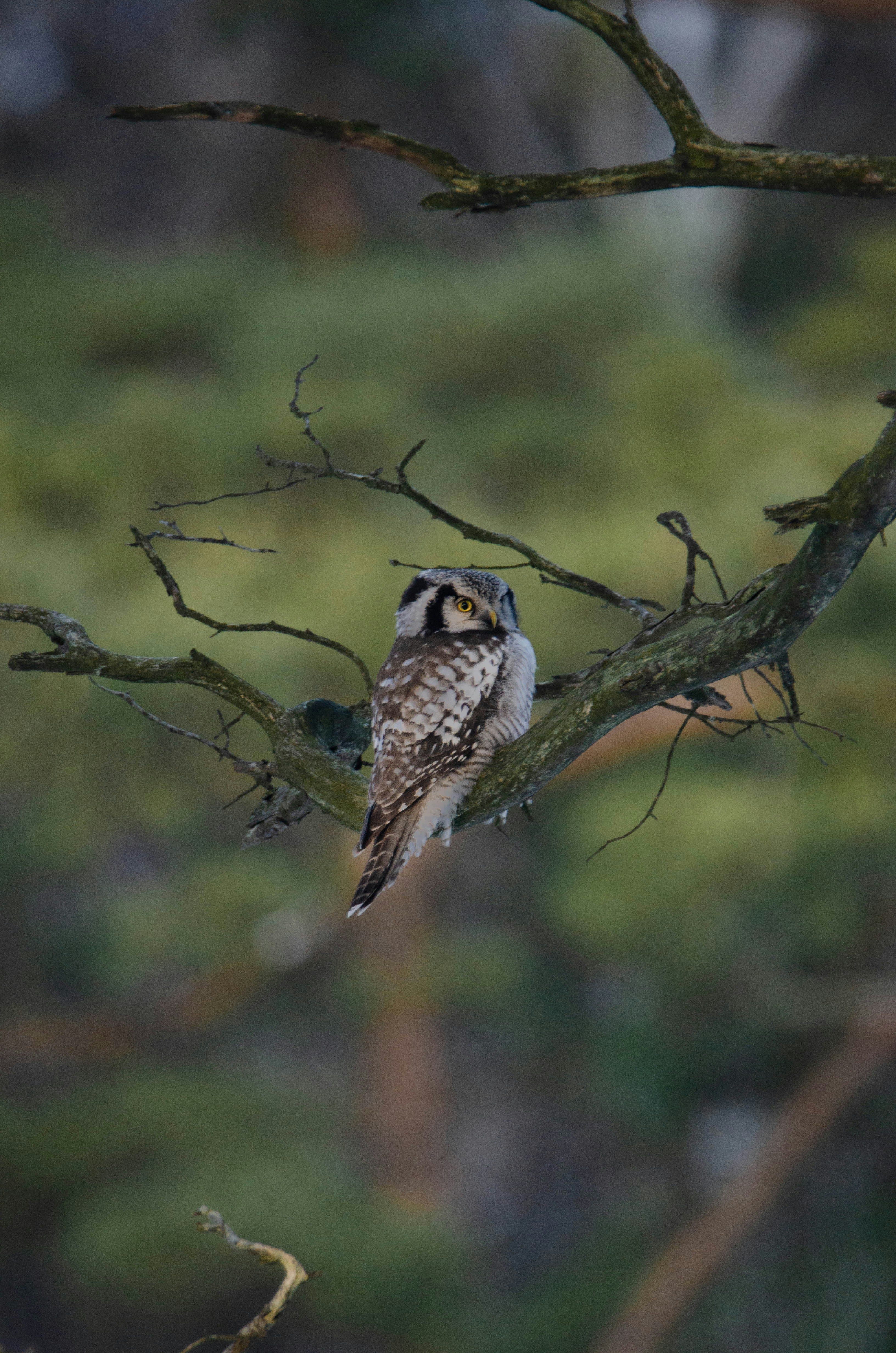 Mid-branch watch: an attentive owl perched in a windswept grove