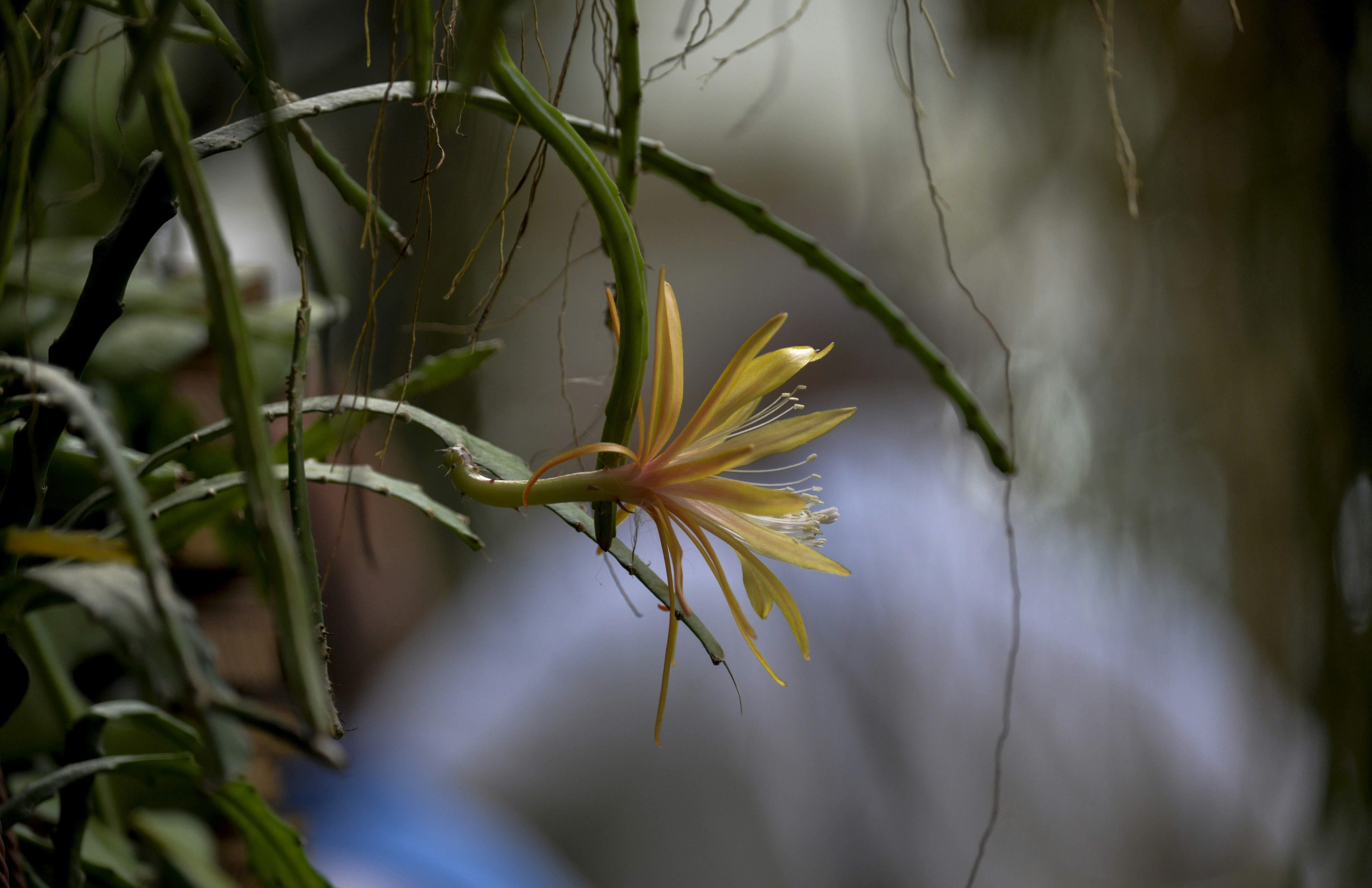 Dangling Bloom: A Sunlit Yellow Flower Against a Blurred Backdrop