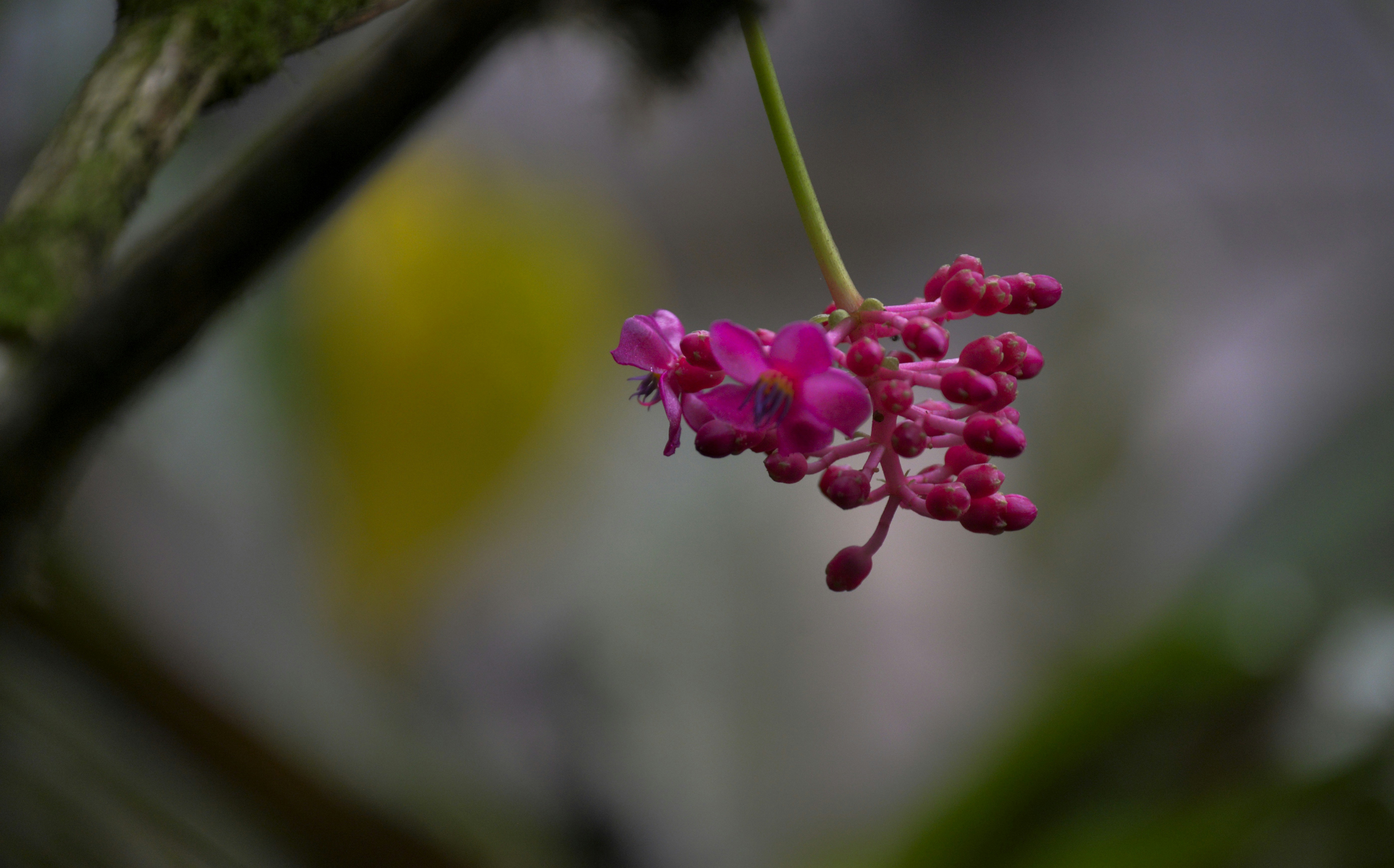 Close-up of a magenta cluster: delicate orchid-like bloom on a blurred green-brown backdrop