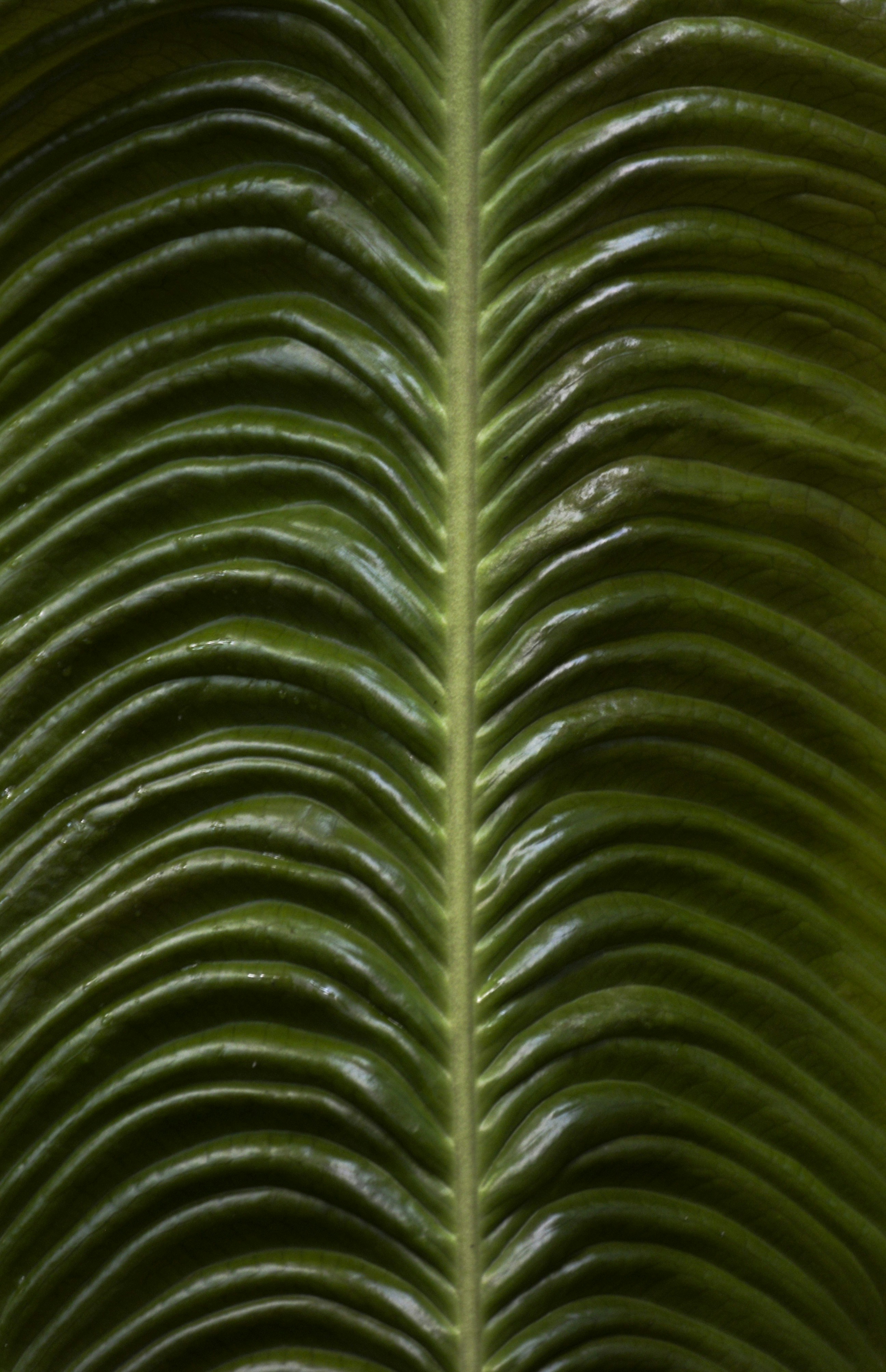 Central Vein: A Microcosm of Repeating Ridges