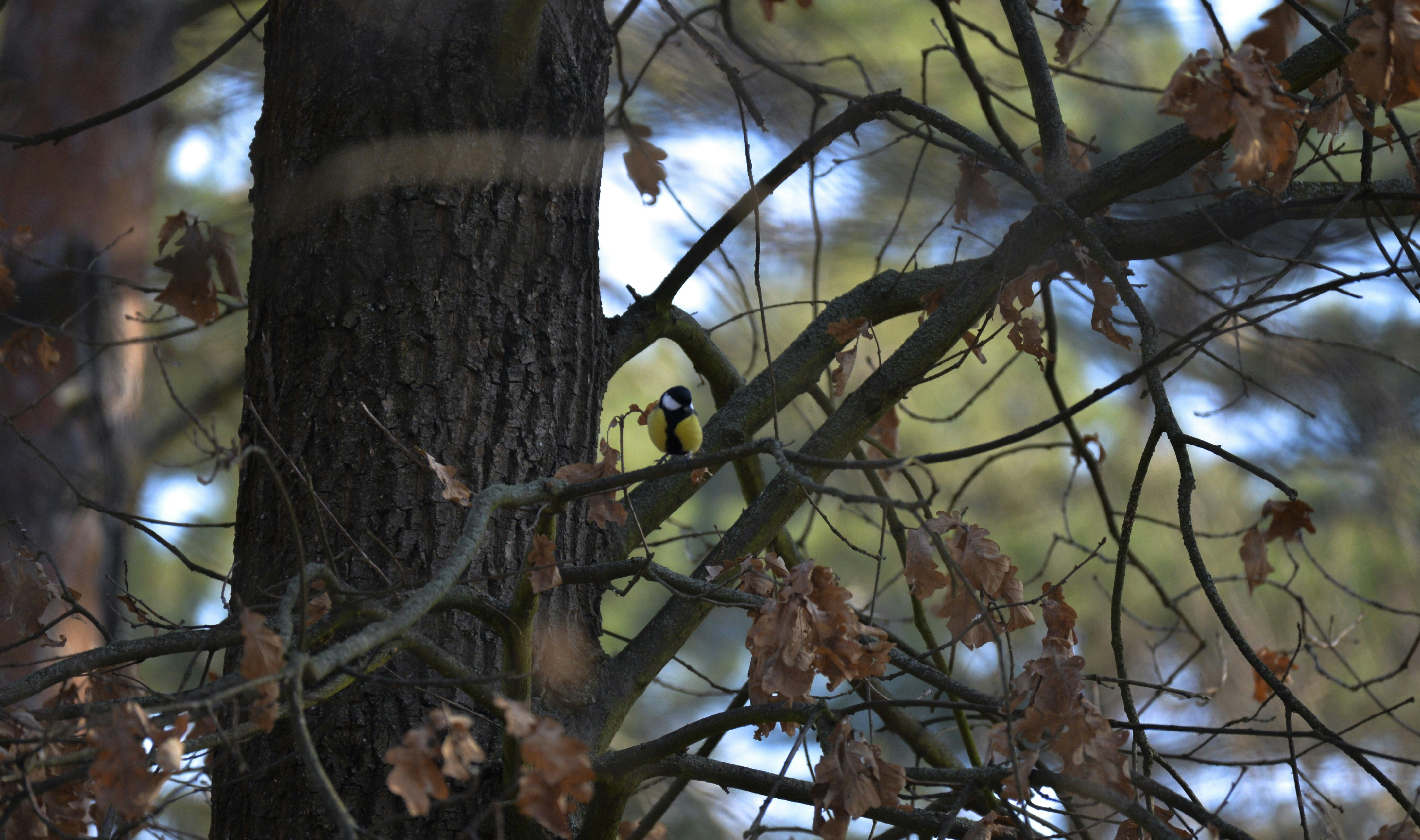 Hidden Red-Breasted Visitor in Winter Branches