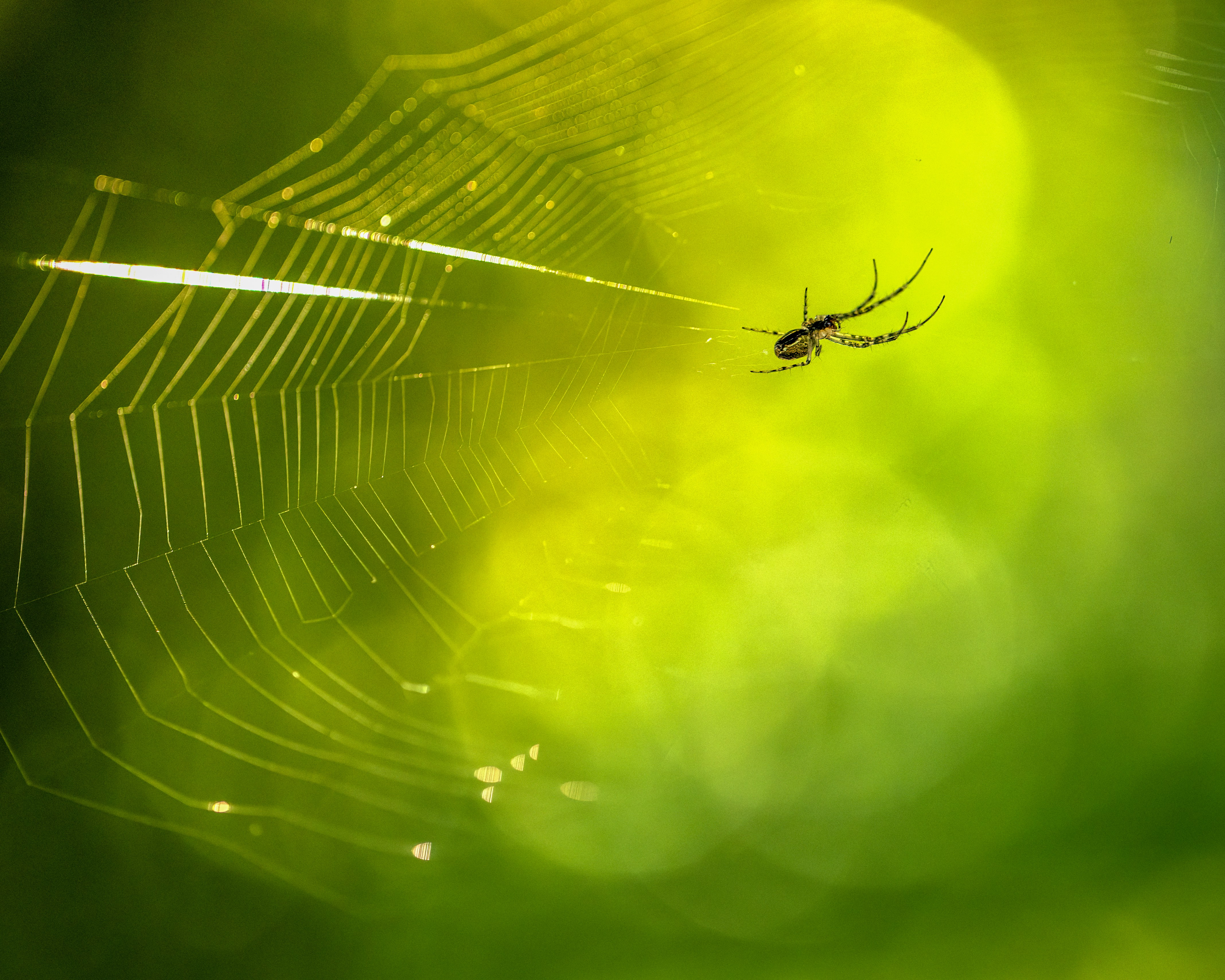 Golden Web: spider in a sunlit web against a glowing green backdrop