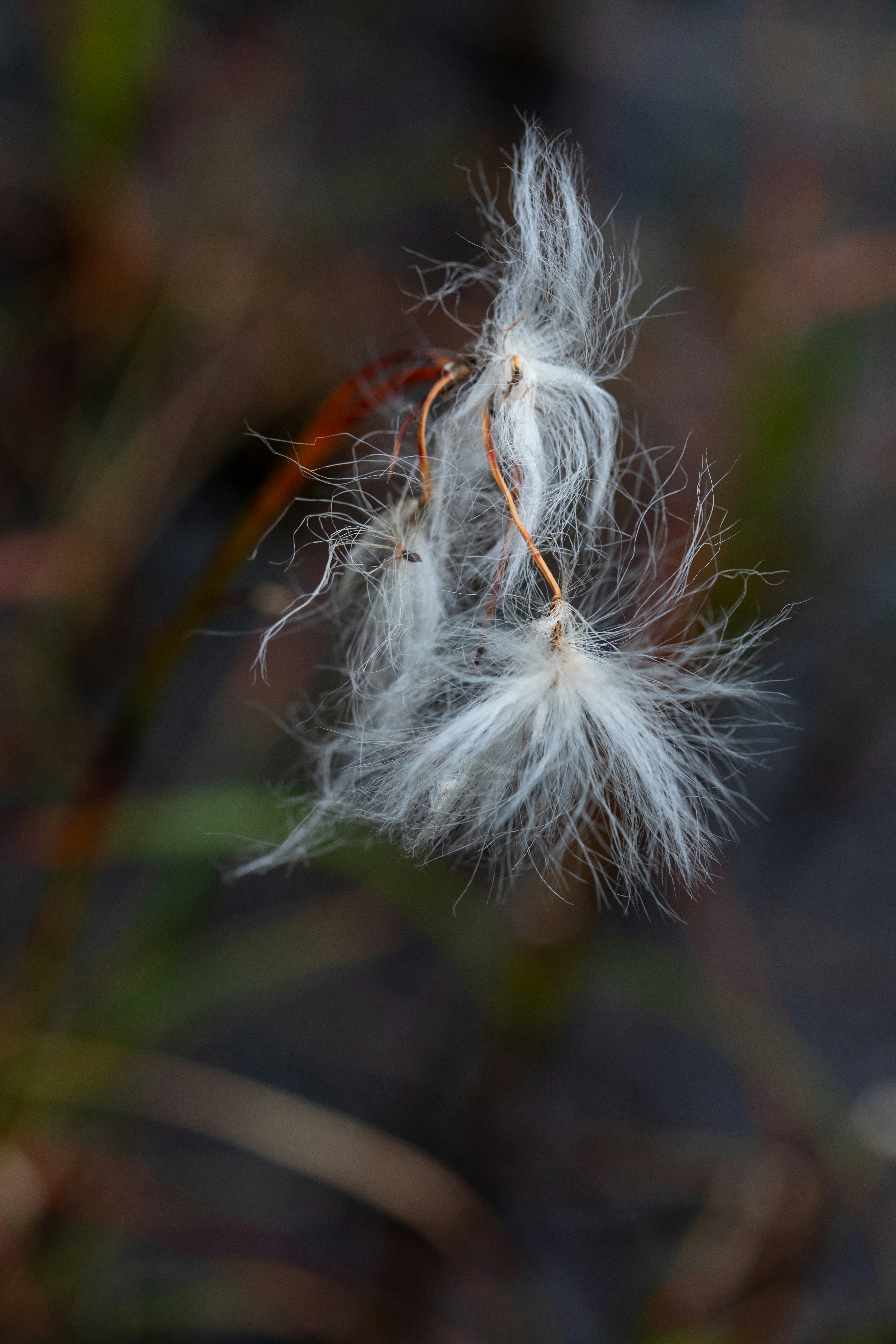 Soft Seedhead in Focus: Frayed Tufts Against a Blurred Autumn Backdrop