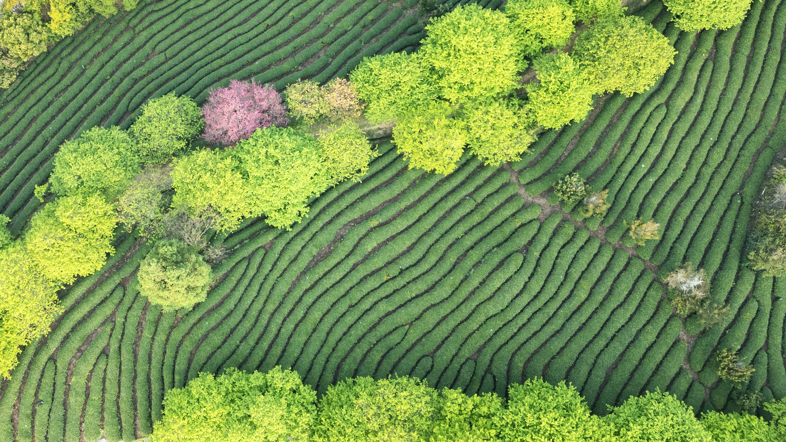 Terraced Green Quilt: Aerial Pattern of Terraced Fields and Trees